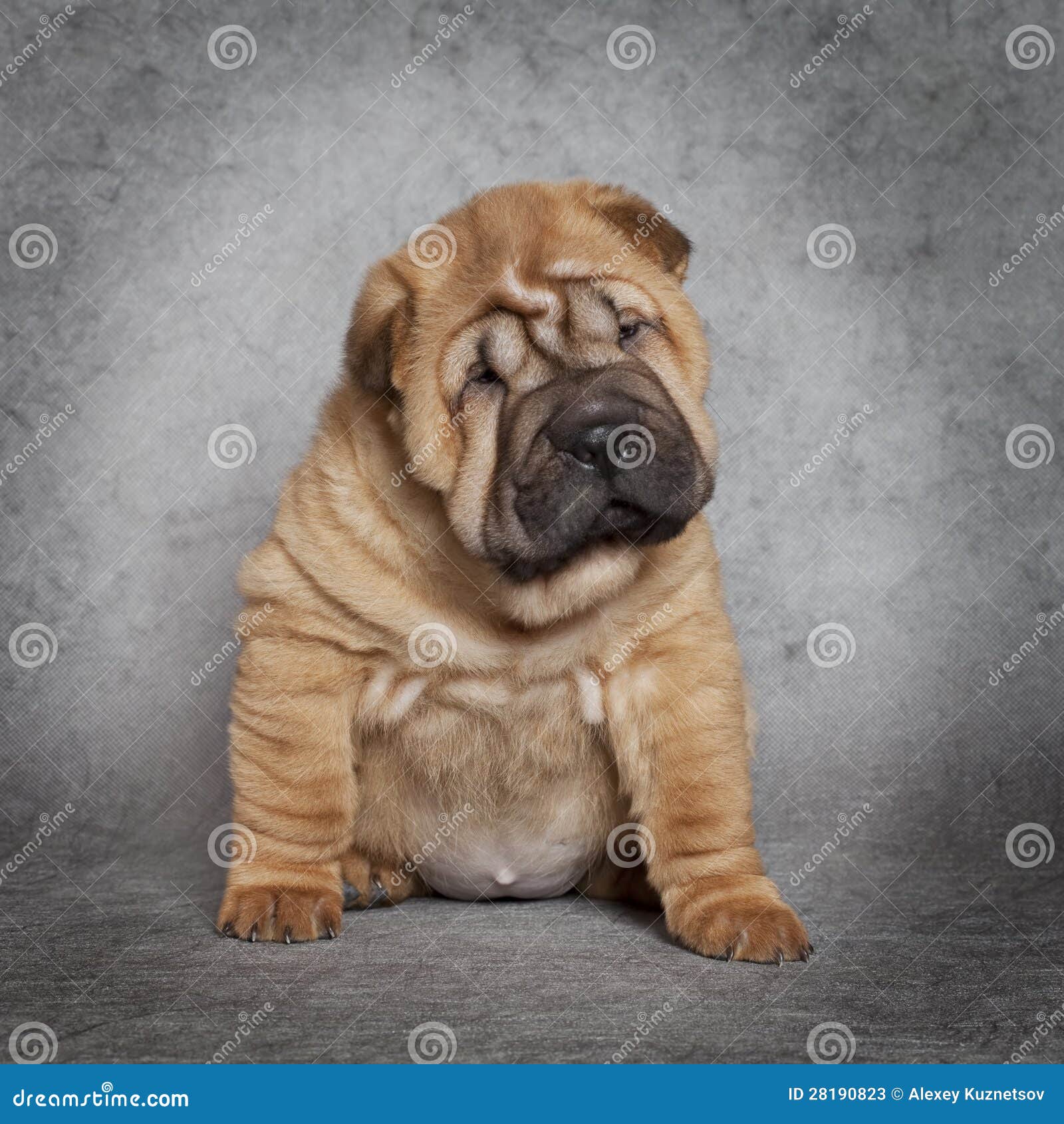 Portrait of Shar-Pei Puppy Dog Stock Image - Image of mammal, canine ...