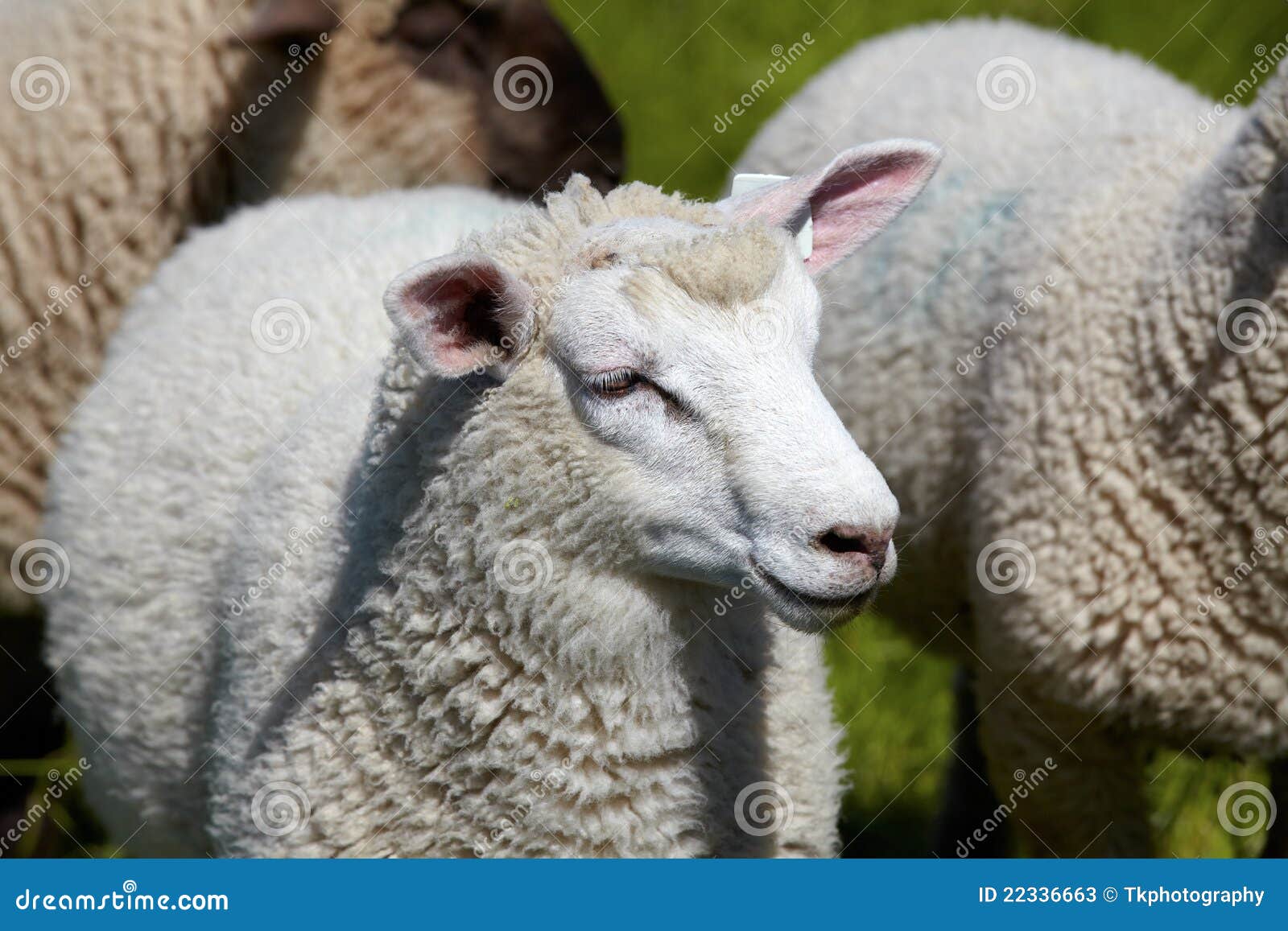 Portrait of an sheep stock image. Image of graze, care - 22336663