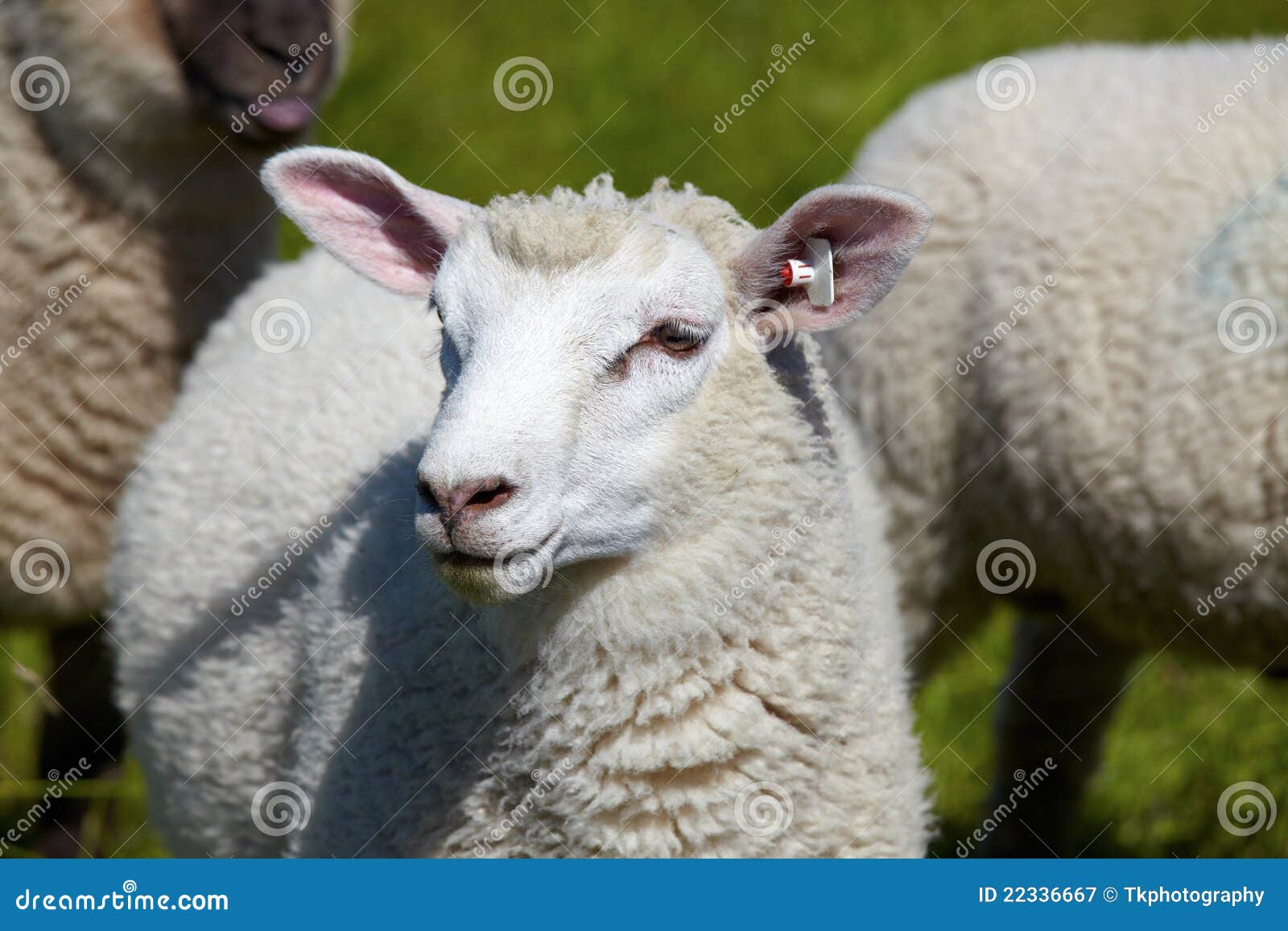 Portrait of an sheep stock image. Image of pasture, farming - 22336667