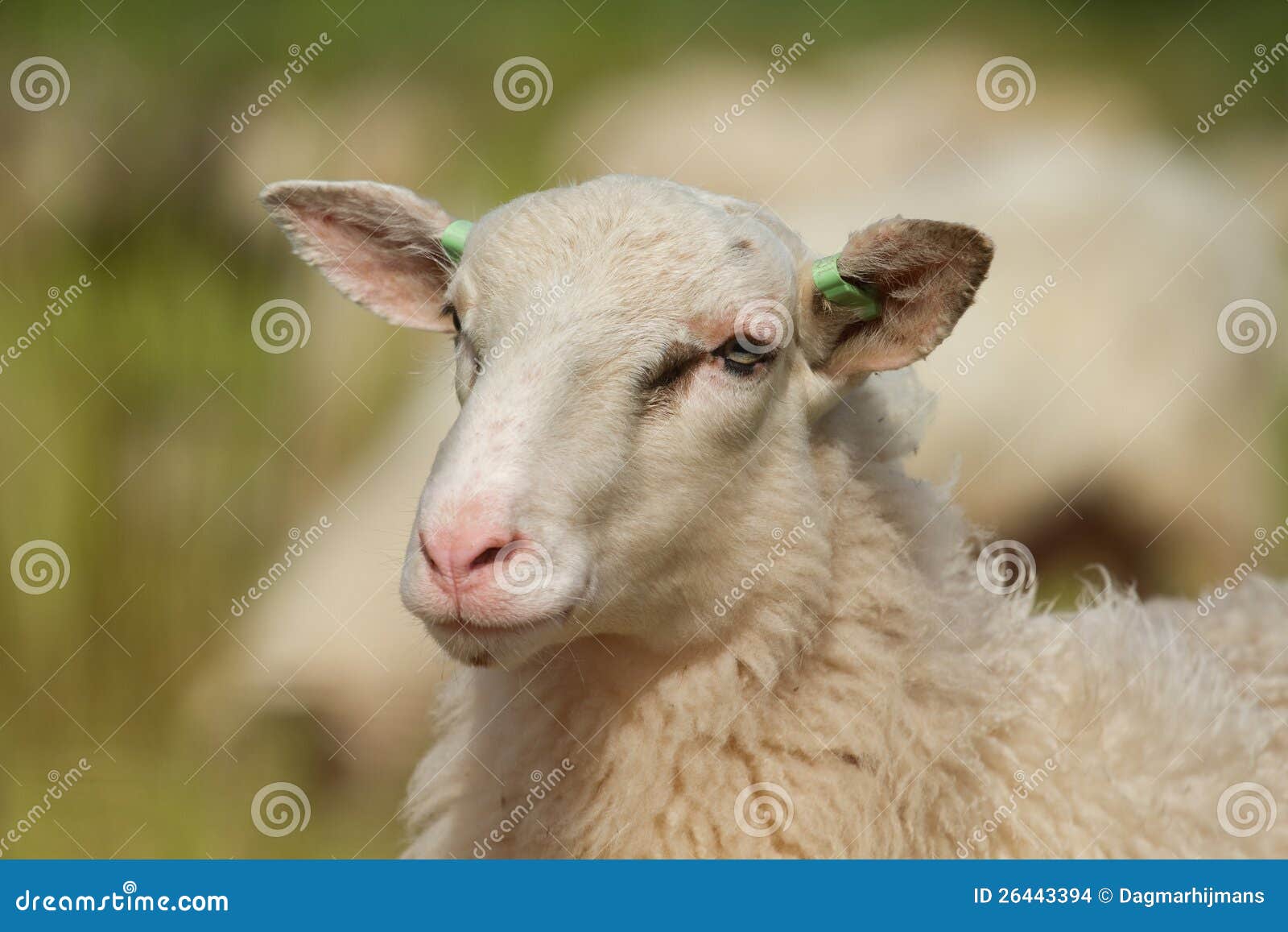 Portrait of a sheep stock photo. Image of earmark, meadow - 26443394