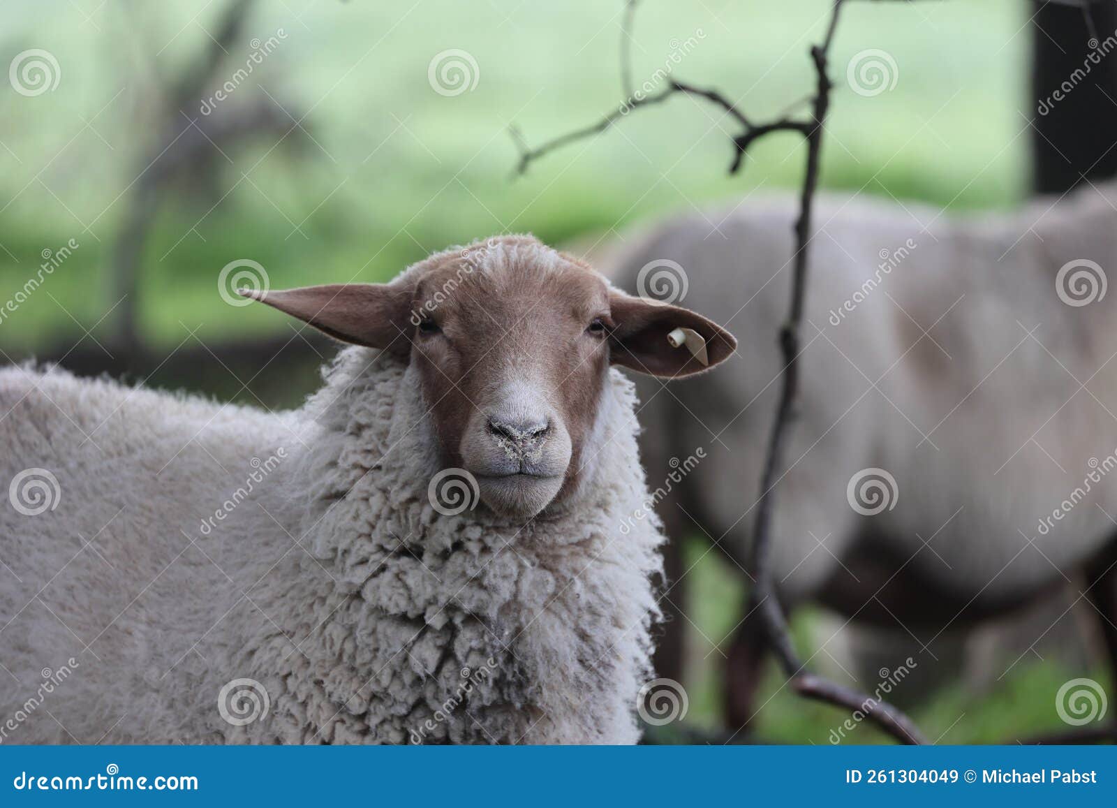 Portrait of a Sheep with Brown Face and White Fur Stock Image - Image ...