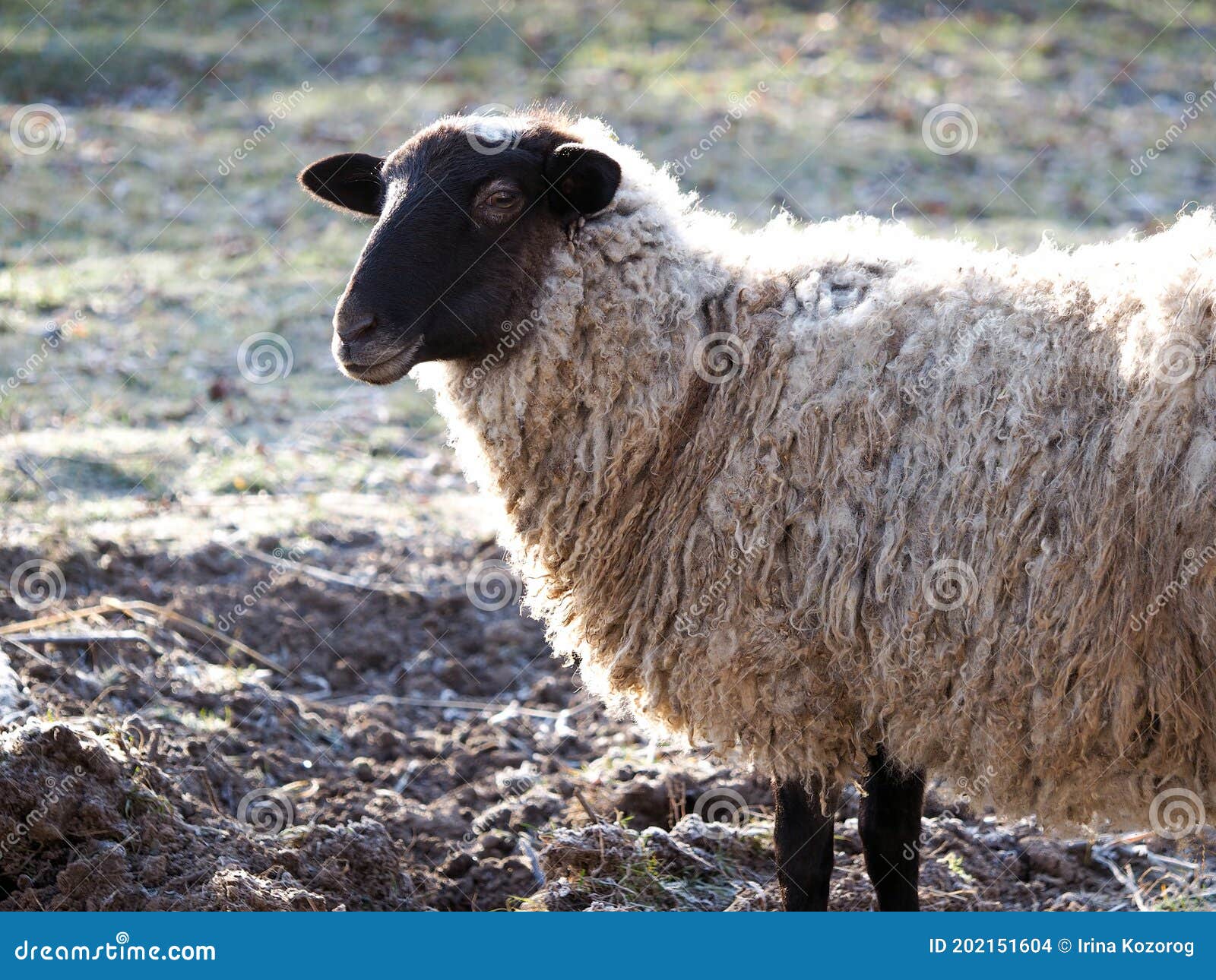 Portrait of a sheep stock photo. Image of countryside - 202151604