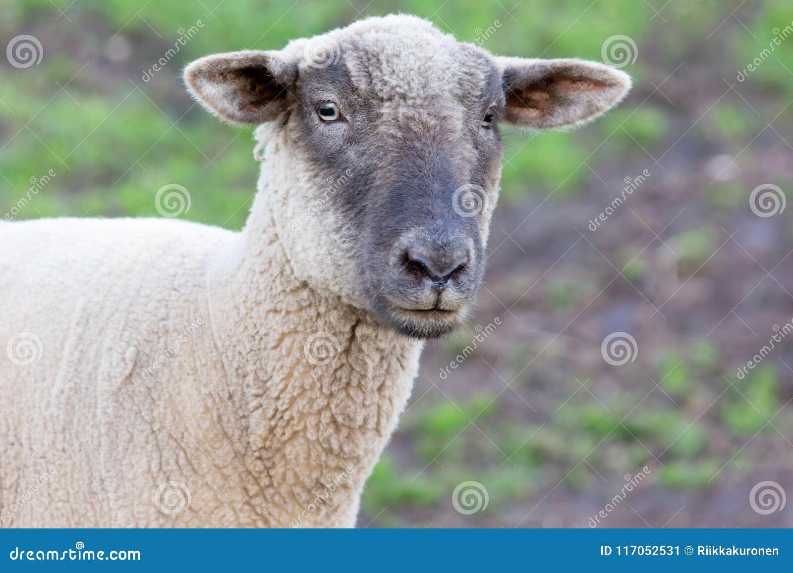 Portrait of a Sheep in a Field Stock Image - Image of forward, wool ...