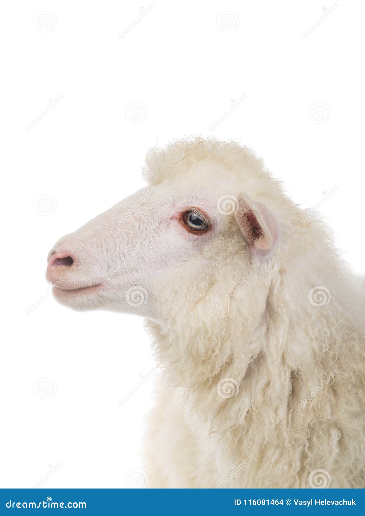 Portrait Of A Sheep Stock Photography | CartoonDealer.com #45898850