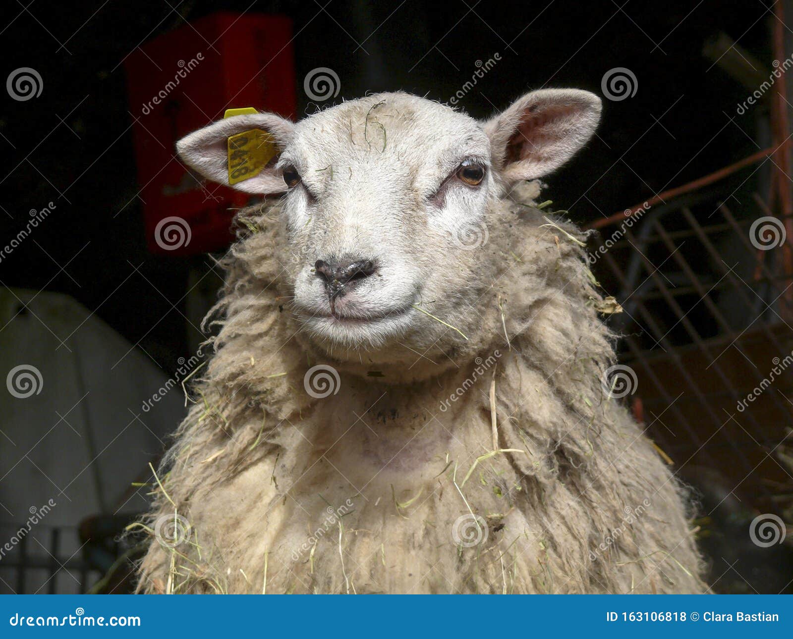 Portrait of a Sheep Loosing Wool and with Straws All Over, in a Stable ...