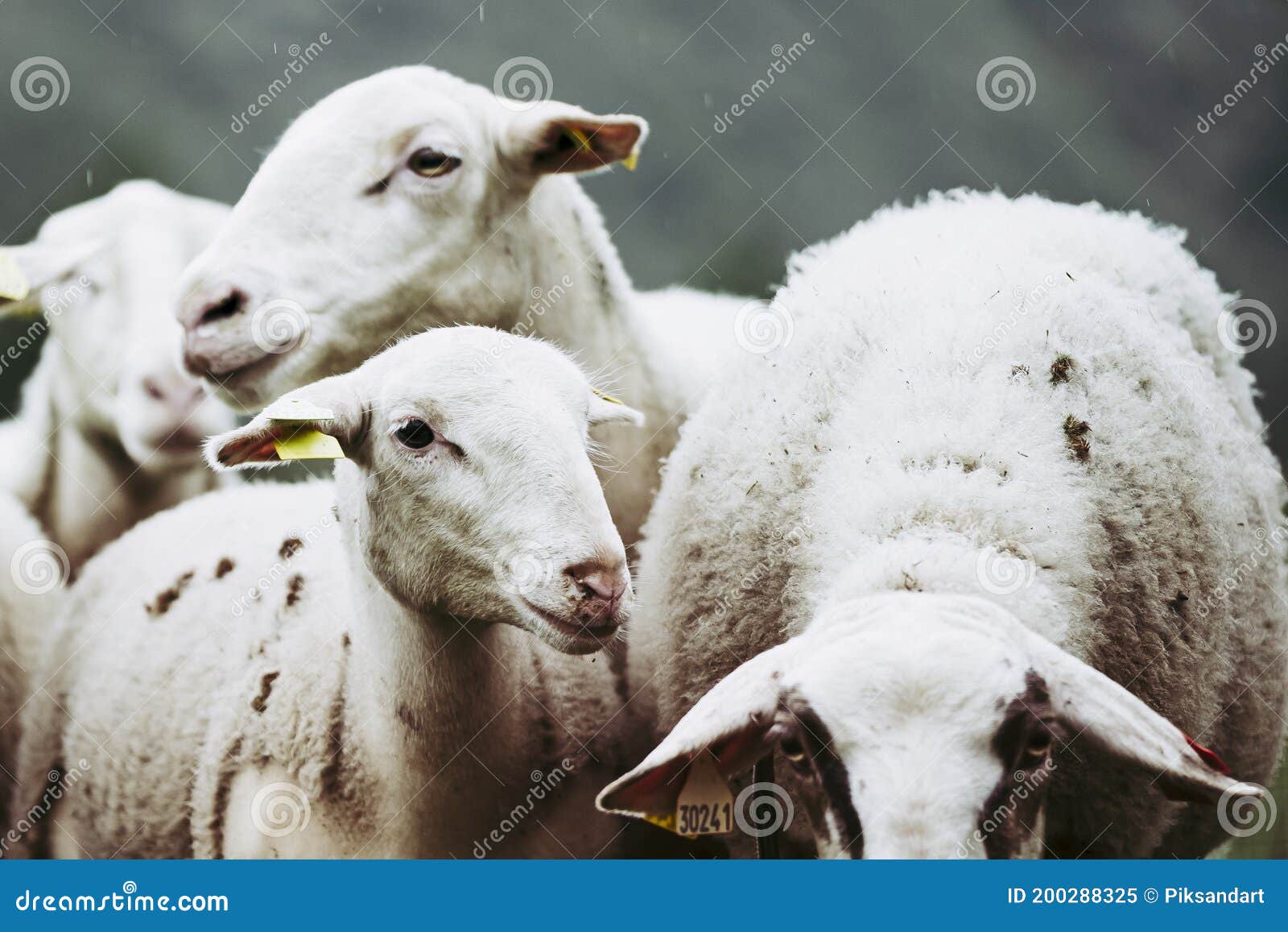 Portrait of sheep stock image. Image of mammal, cattle - 200288325