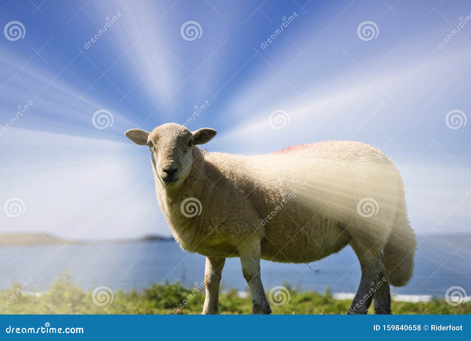 Portrait of a Sheep with Rays of Sunshine Around Them Stock Photo ...
