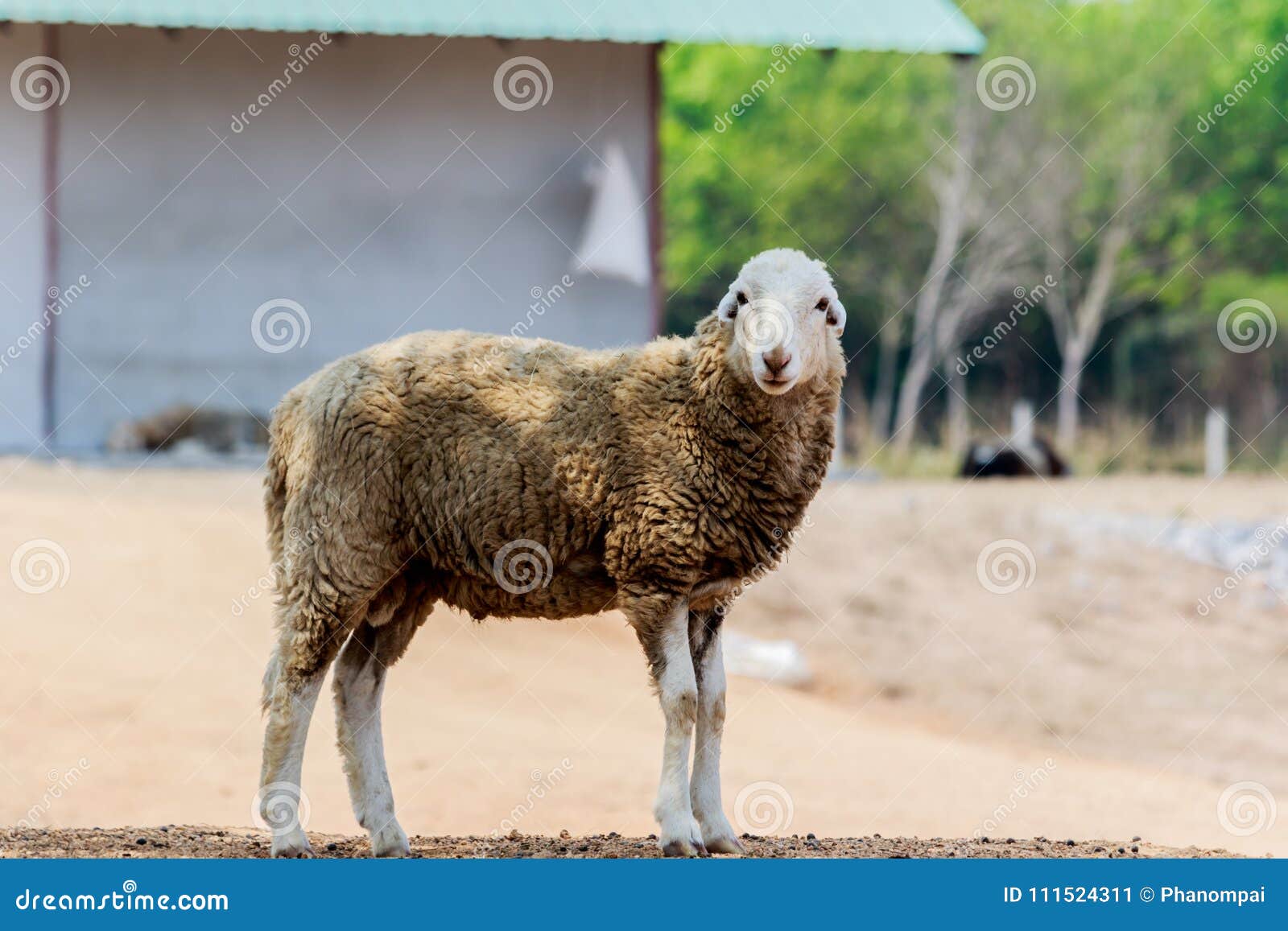 Portrait of a Sheep Standing in Local Farm. Stock Image - Image of ...