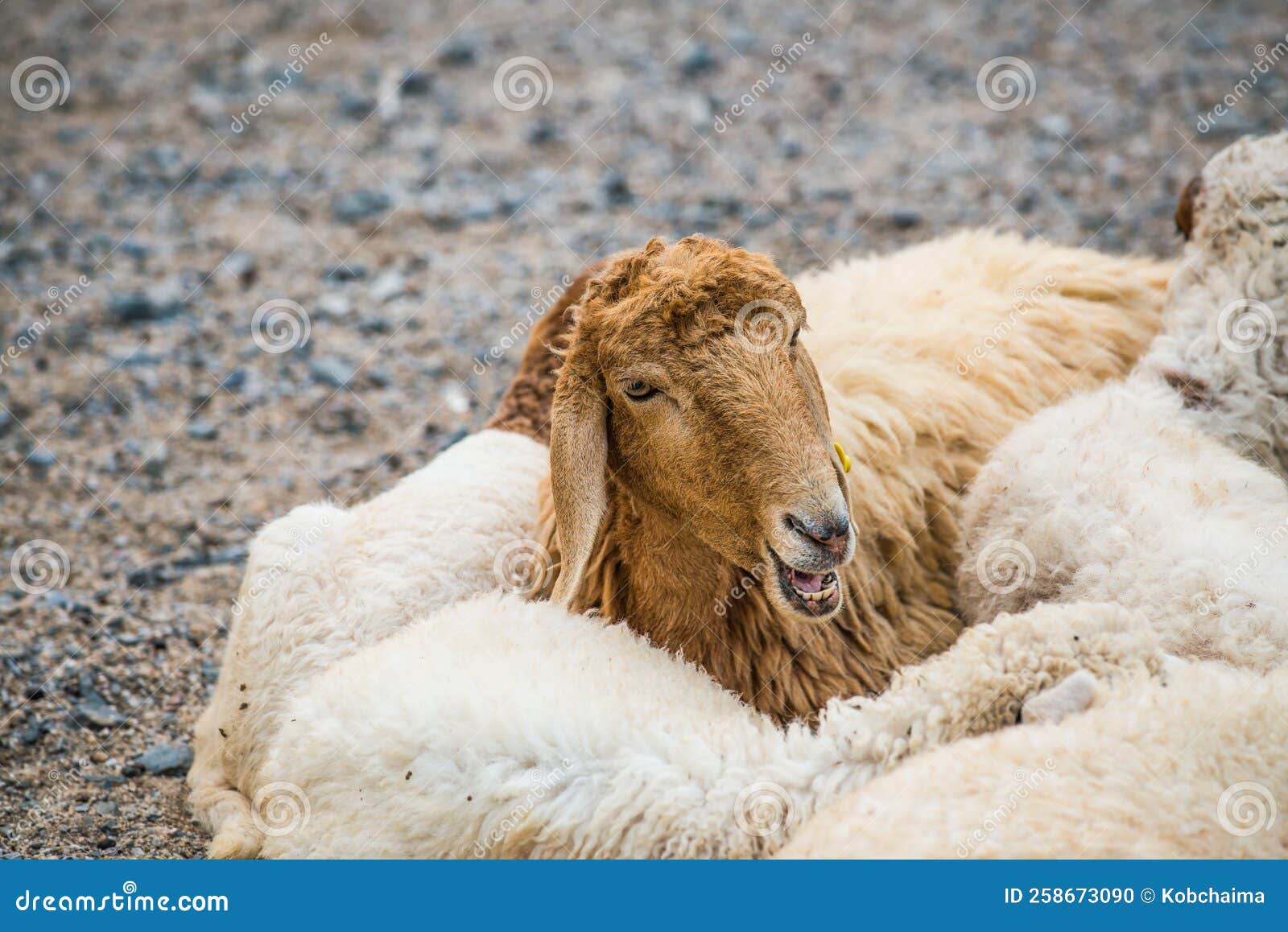 Face of sheep in farm stock photo. Image of outdoor - 258673090