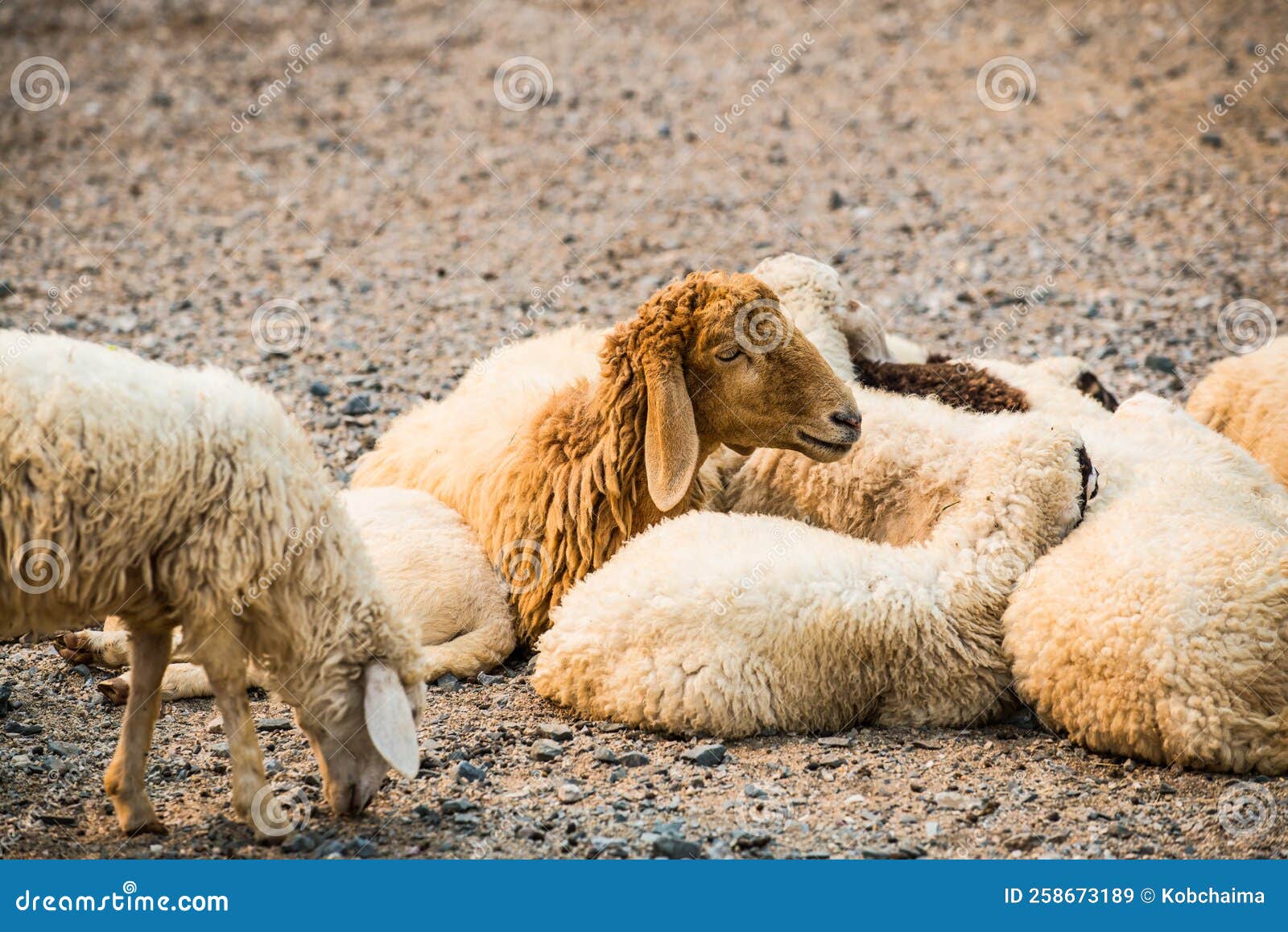 Portrait of young sheep stock image. Image of farm, countryside - 258673189
