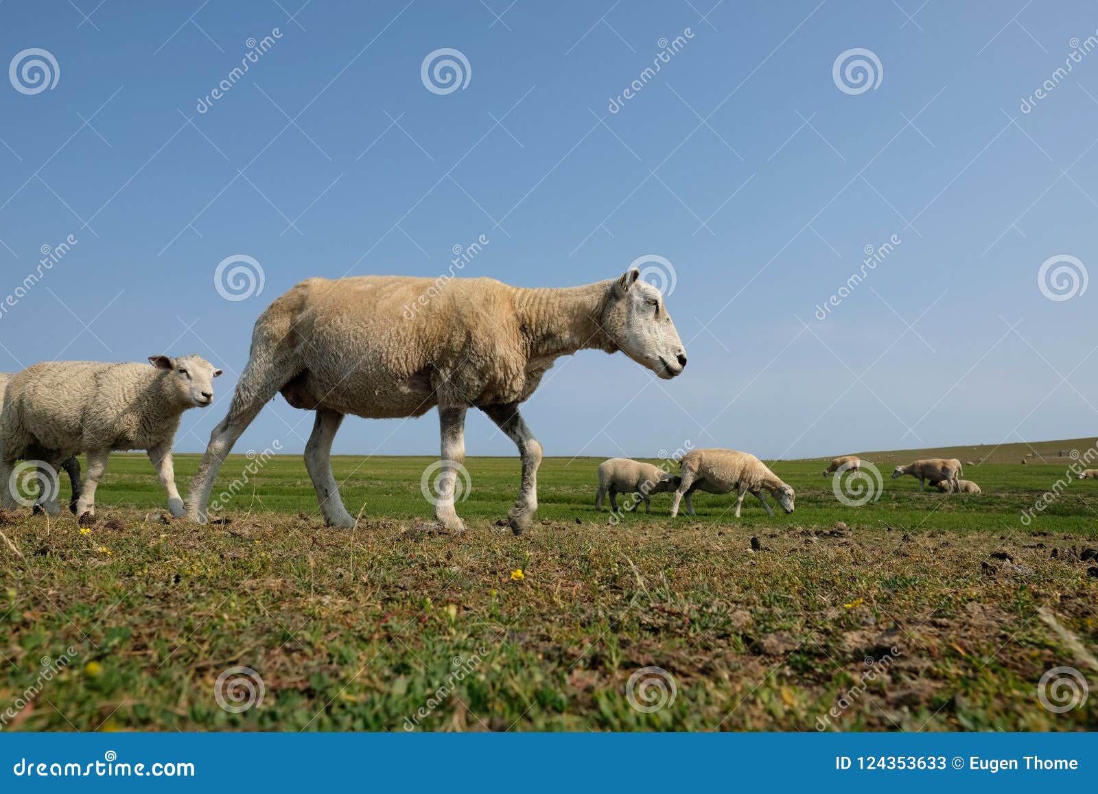 Sheeps in the pasture stock image. Image of calm, sheep - 124353633