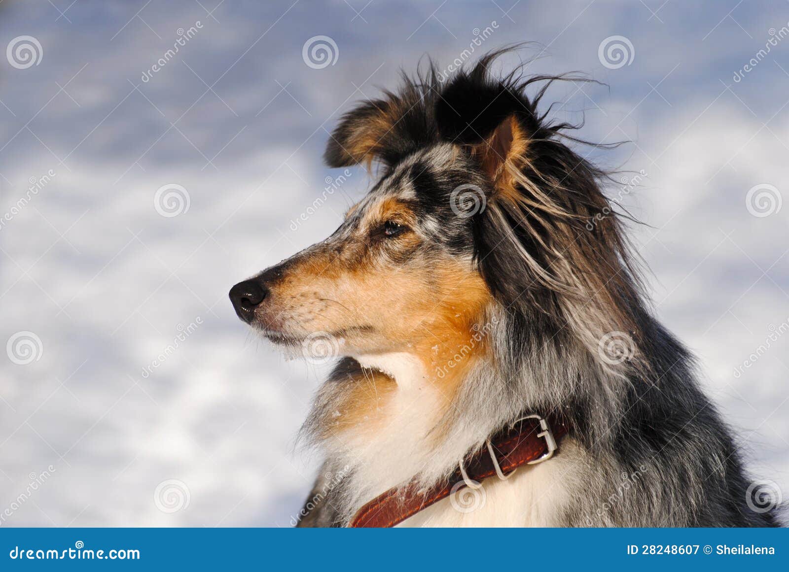 Portrait of a Shetland Sheepdog (Sheltie) Stock Image - Image of ...