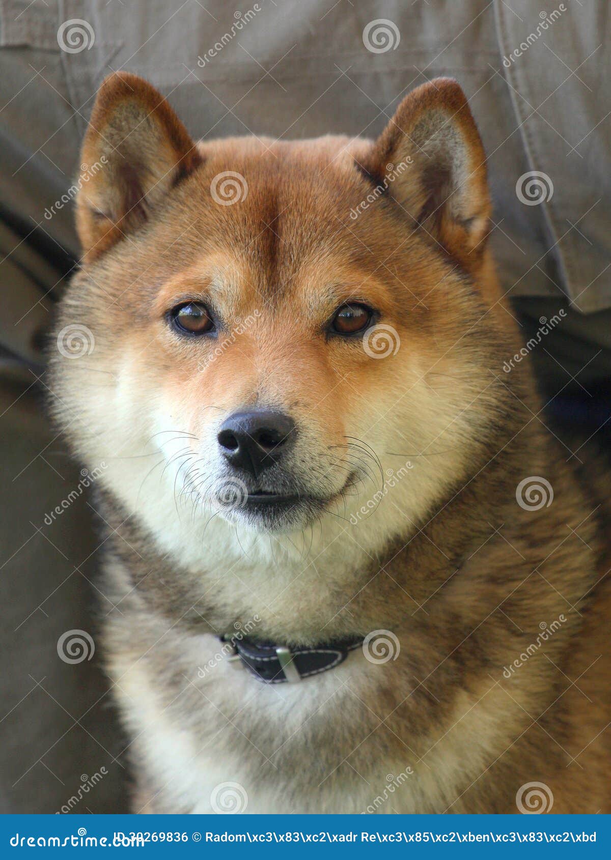 The Shiba dog stock photo. Image of meadows, people, purebred - 30269836