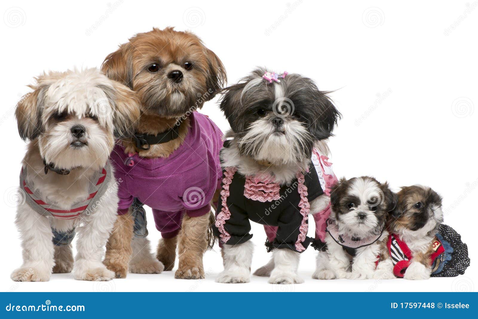 Portrait of Shih Tzus Dressed Up Stock Photo - Image of group ...