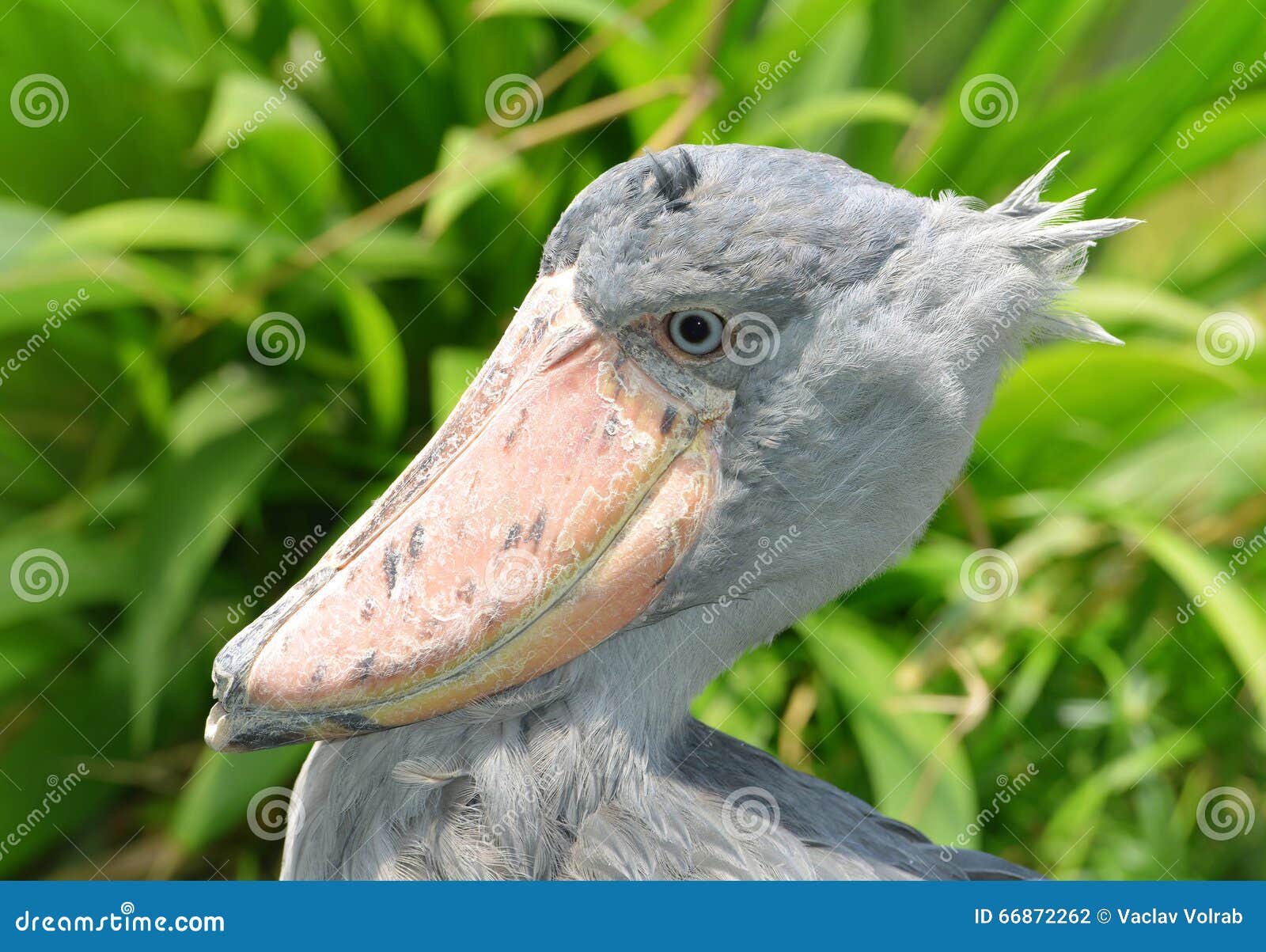 Portrait Of Shoebill Stock Photography | CartoonDealer.com #101480318