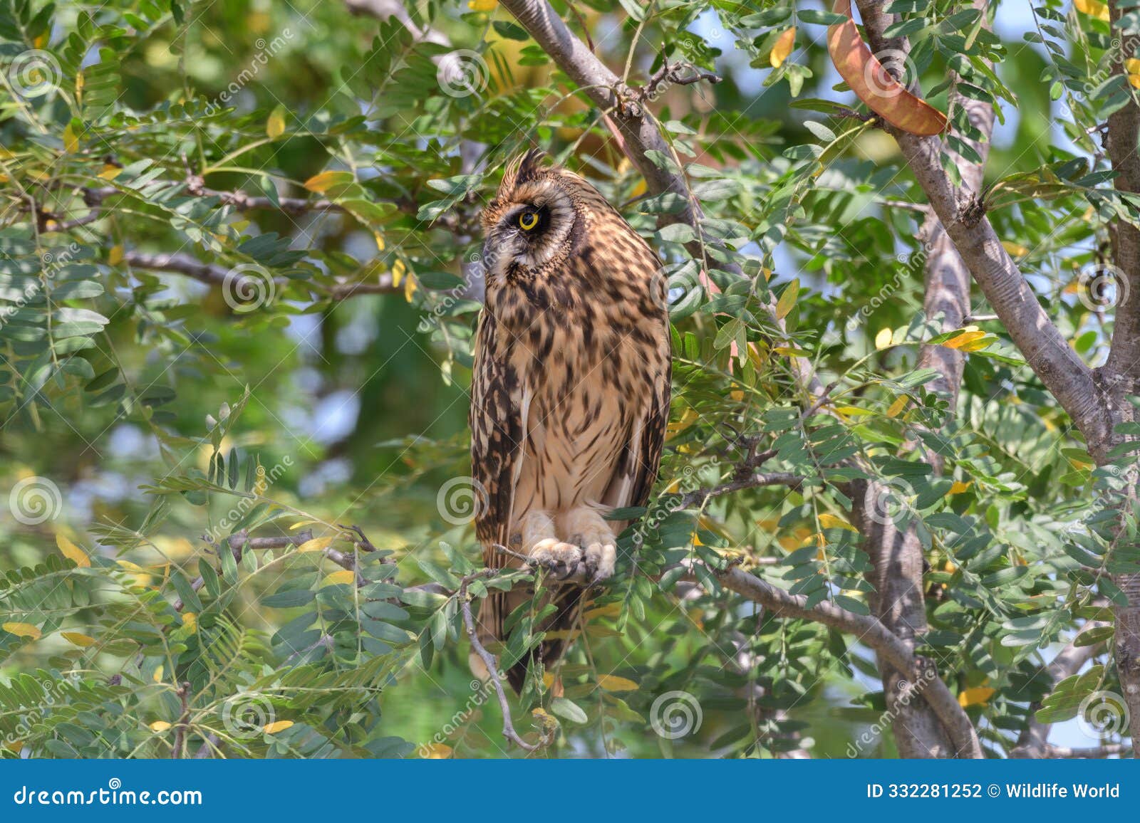 Portrait of the Short-eared Owl Asio Flammeus. an Owl Hides on the ...
