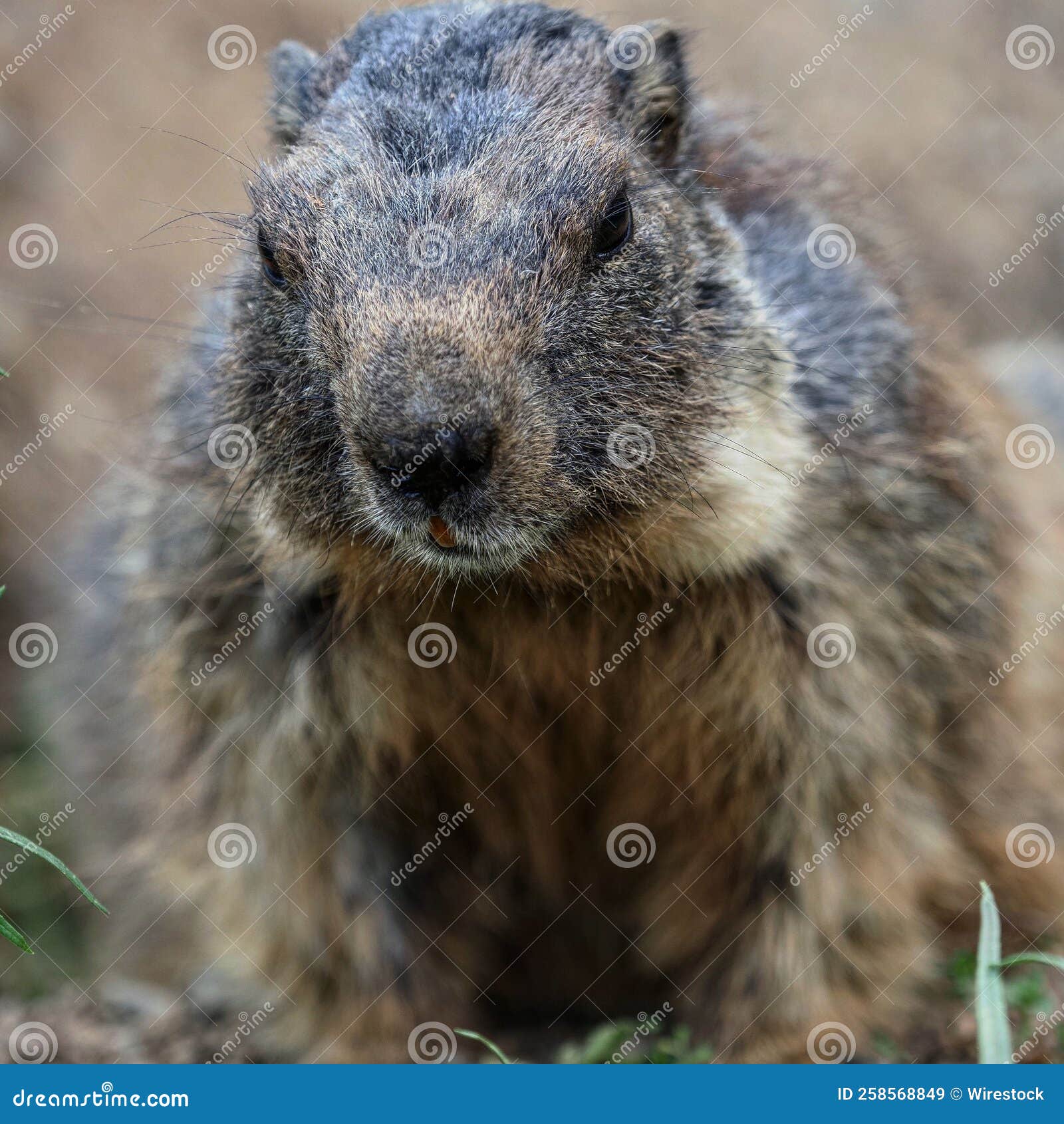 Portrait Shot of a Cute Groundhog Looking at the Camera Stock Image ...