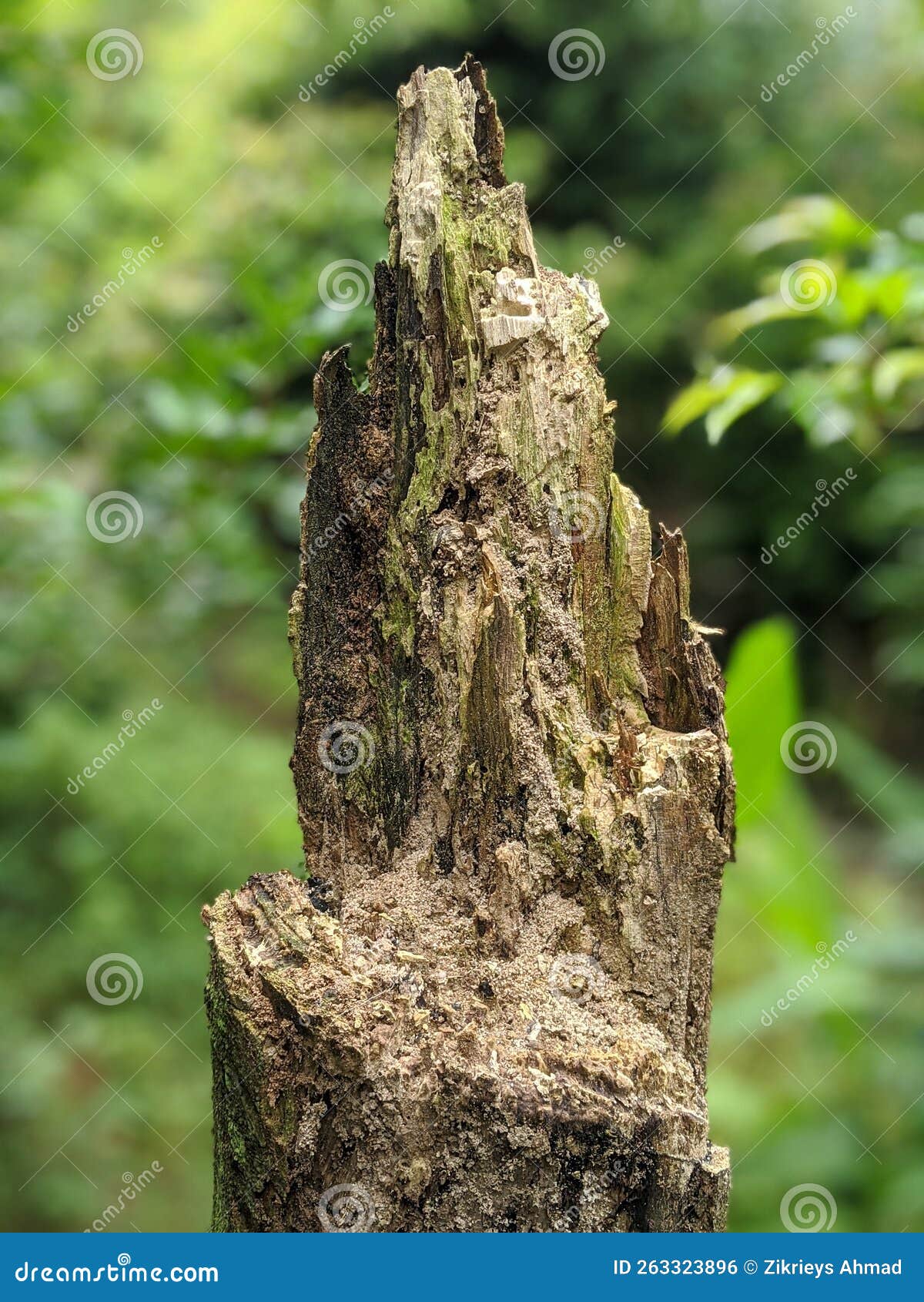 Portrait Shot of Dead Tree Trunk Texture Stock Photo - Image of shot ...