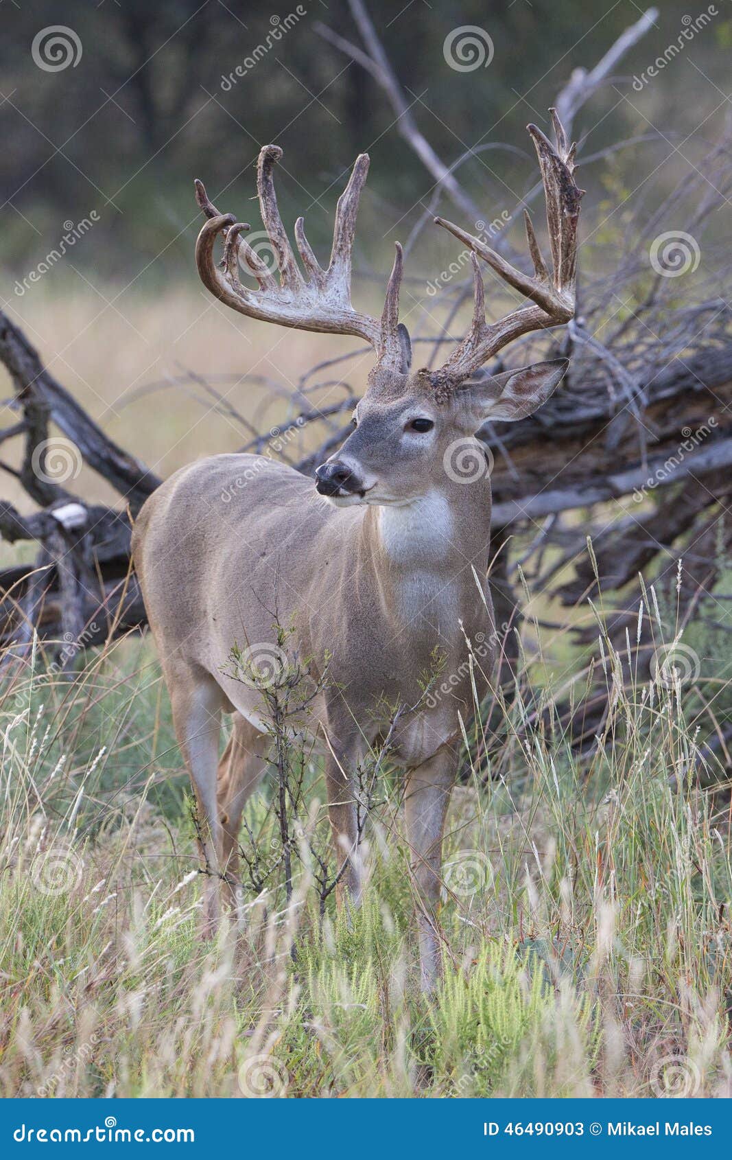 Portrait Shot of Heavy Beamed Whitetail Deer Stock Image - Image of ...