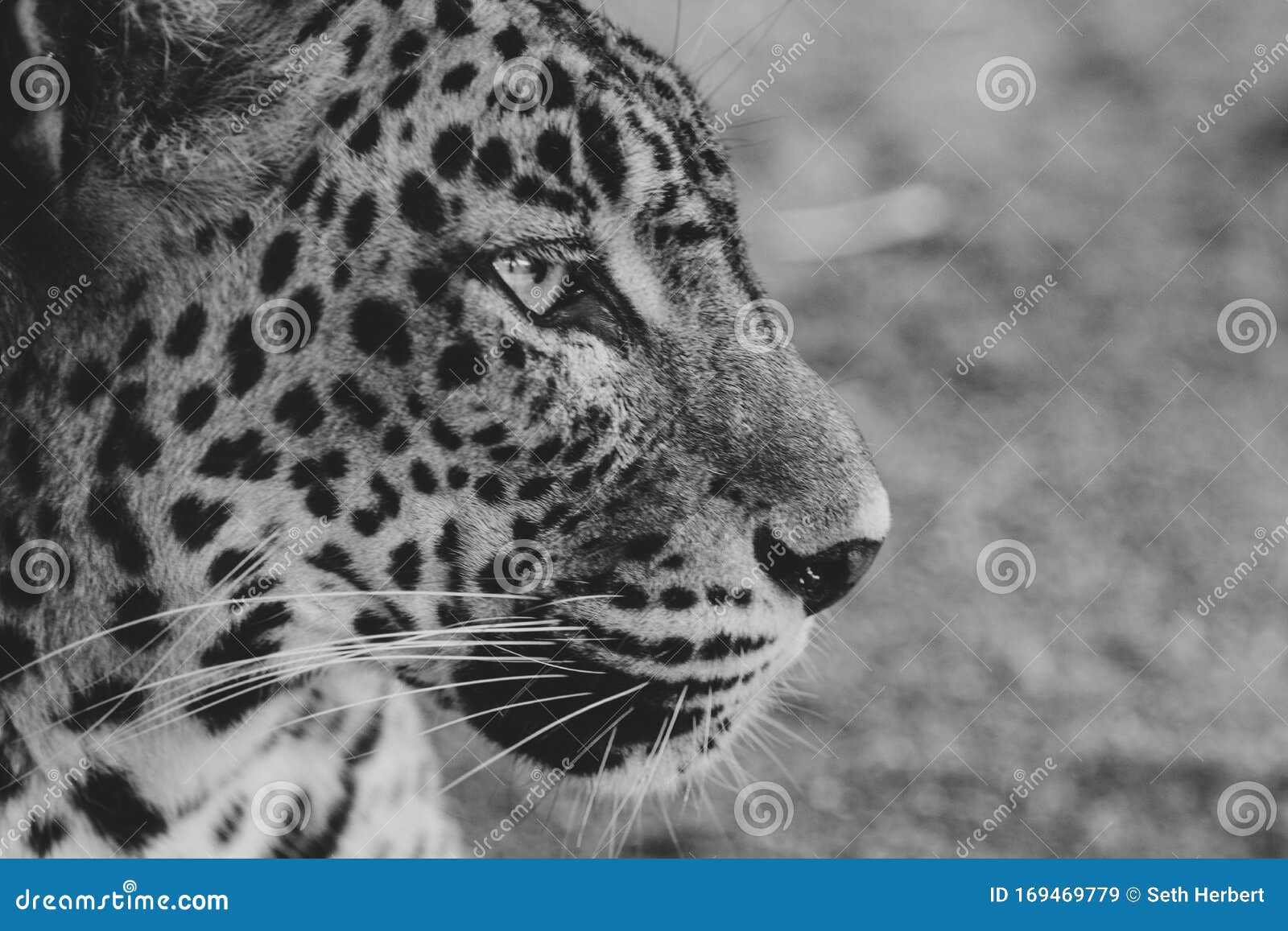 Side view of a Leopard stock image. Image of staring - 169469779