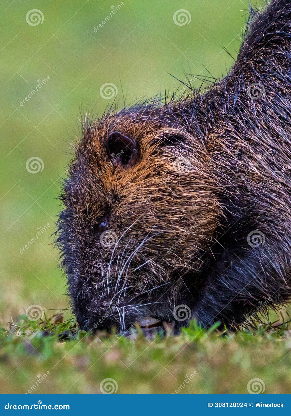 A Portrait Shot of a Nutria Stock Photo - Image of animals, rodent ...