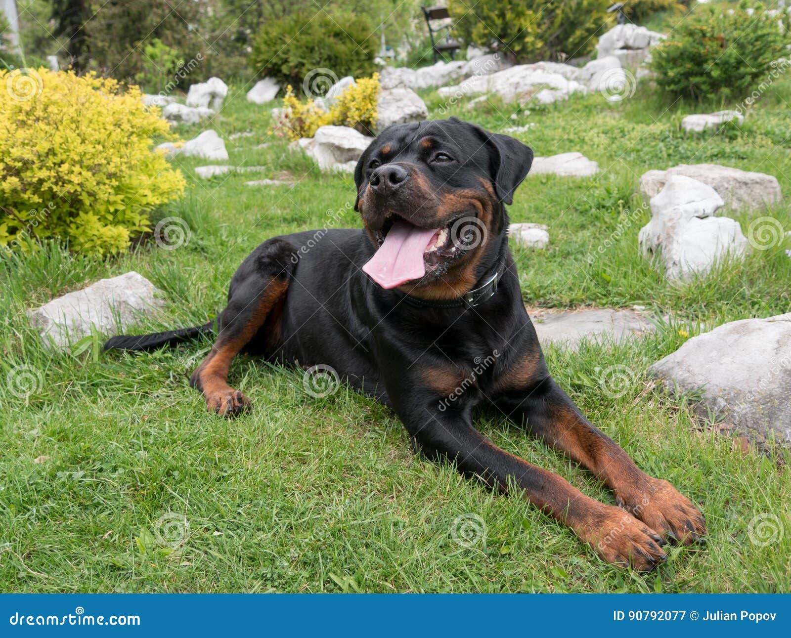 Portrait Shot of Rottweiler Stock Image - Image of companion, canine ...