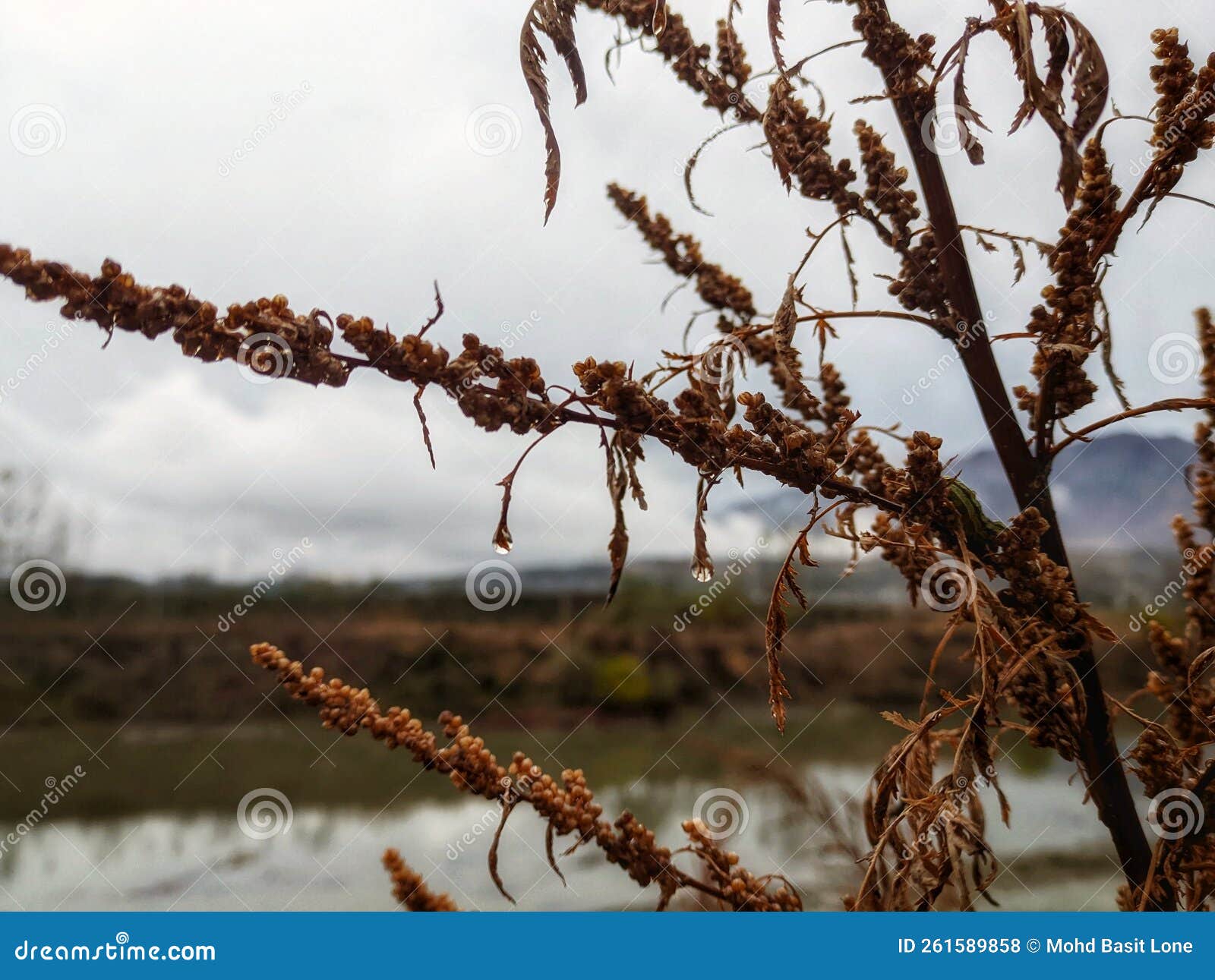 Portrait of a Shrub after a Fresh Rainfall. Stock Photo - Image of ...