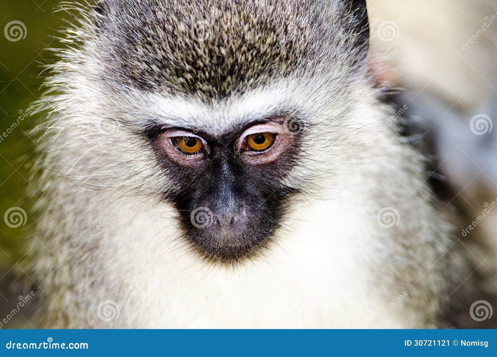 Portrait of a Shy Vervet Monkey Stock Image - Image of wildlife, sweet ...