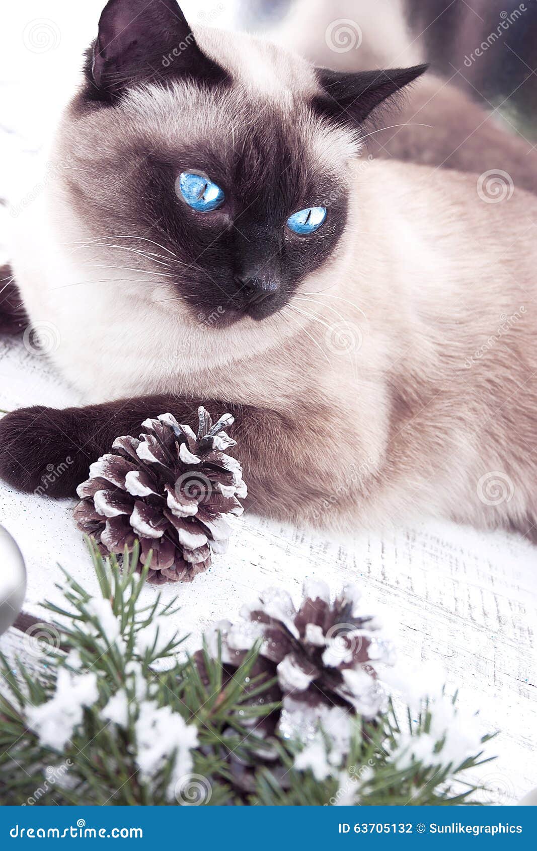 521 Christmas Siamese Cat Stock Photos - Free & Royalty-Free Stock ...