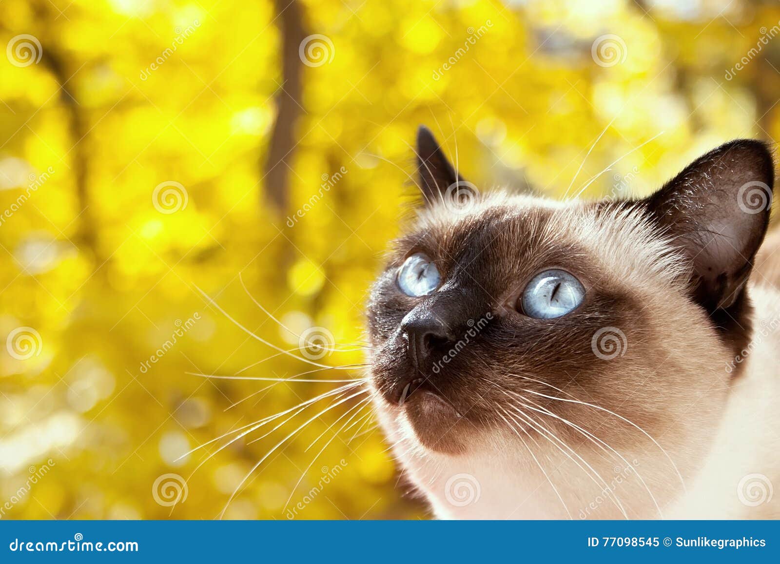 Portrait of a Siamese Cat on a Yellow Autumn Background. Selective ...