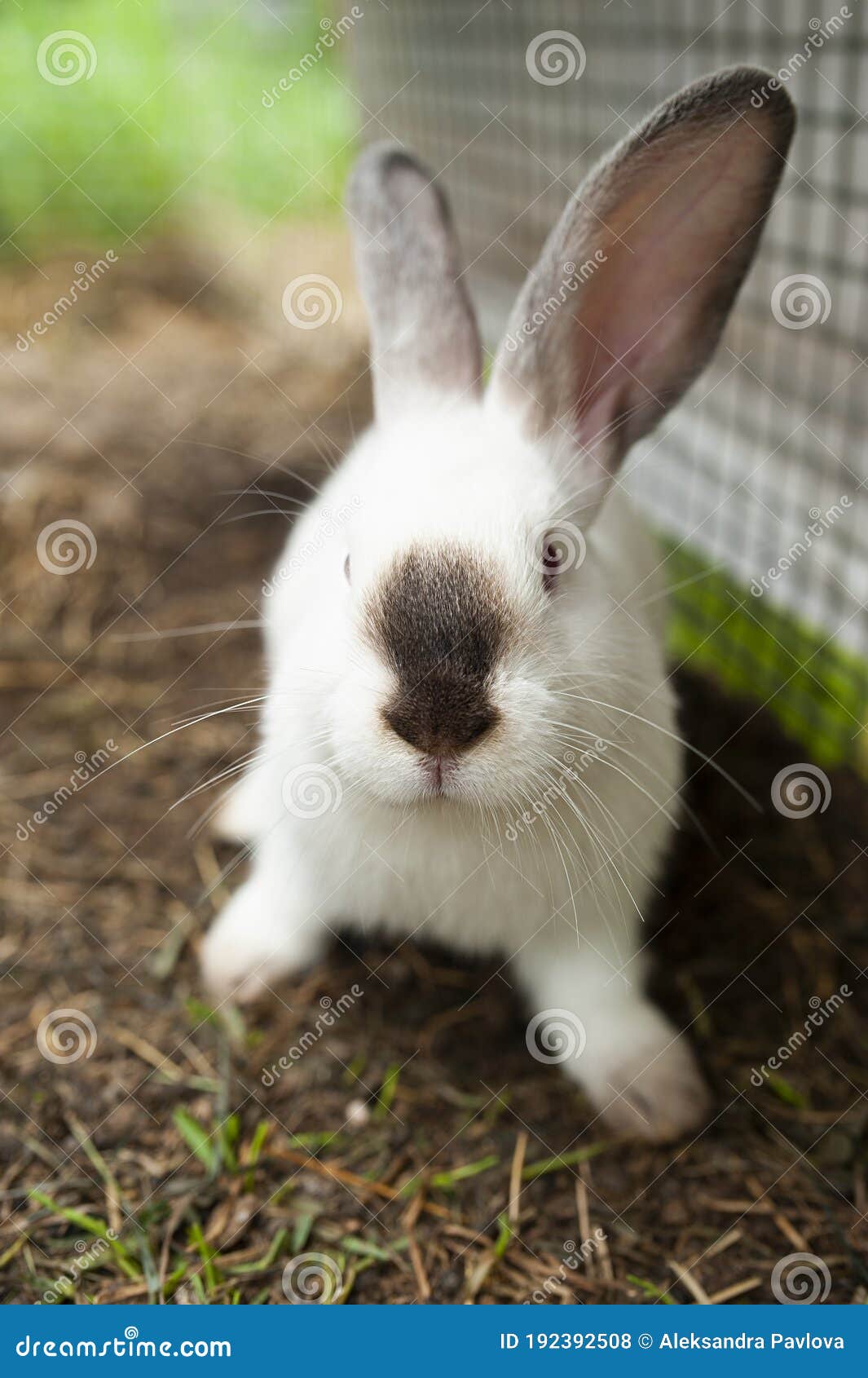 Portrait of a Siamese Rabbit Close-up, Vertically Stock Photo - Image ...