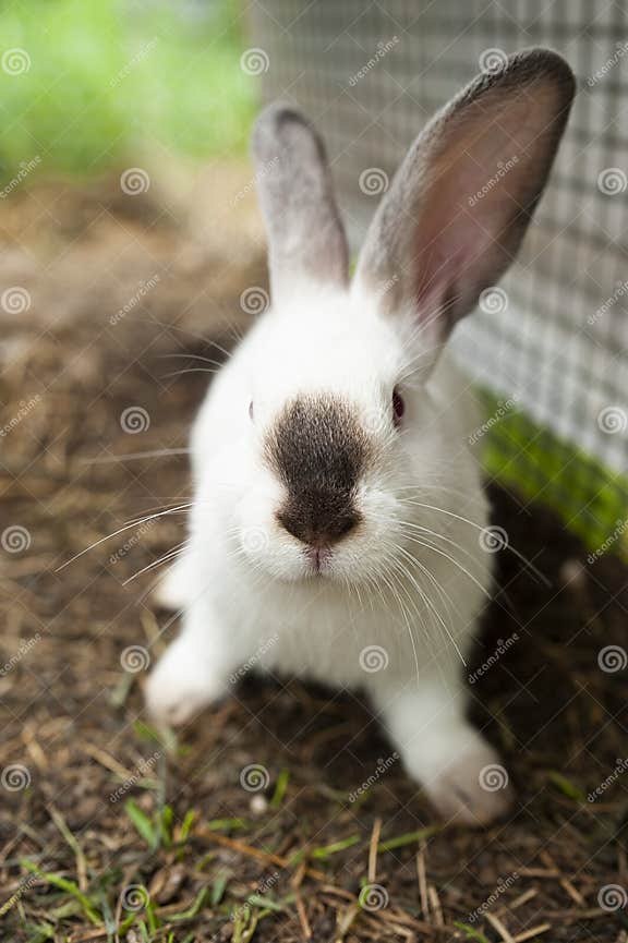 Portrait of a Siamese Rabbit Close-up, Vertically Stock Photo - Image ...