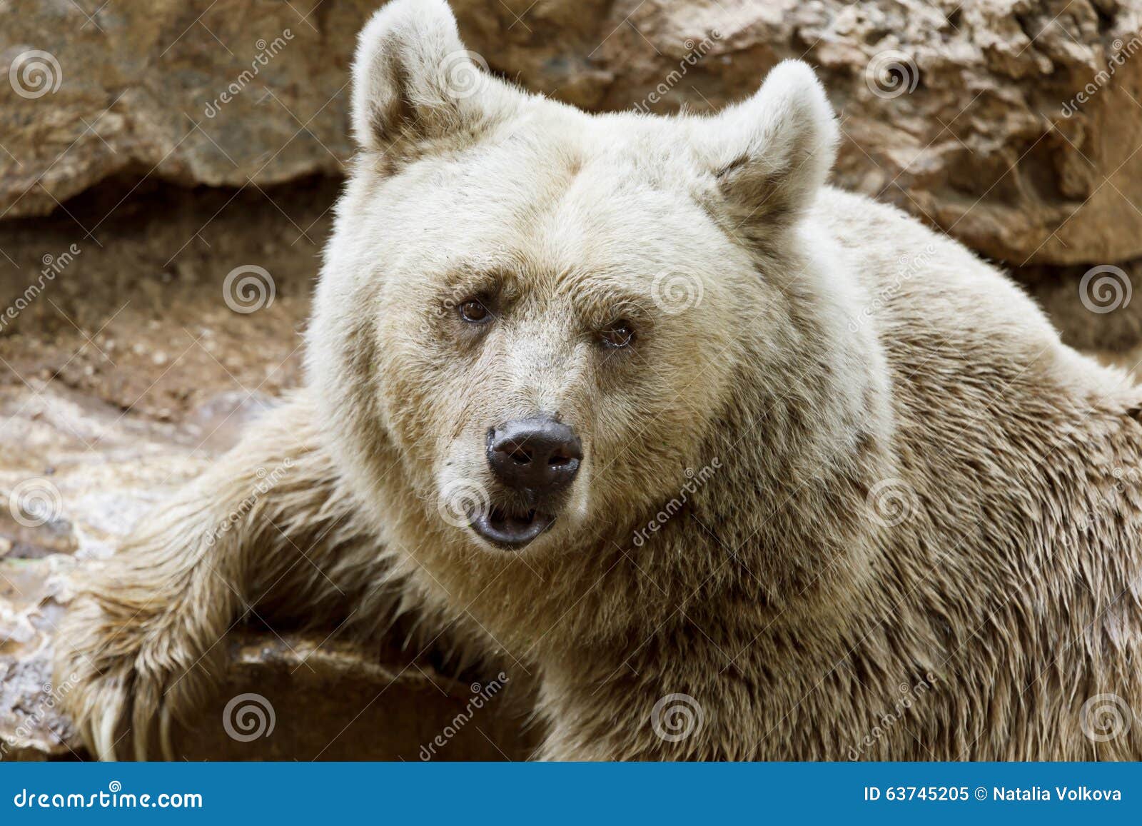 Portrait of Siberian Brown Bear Stock Image - Image of protection ...