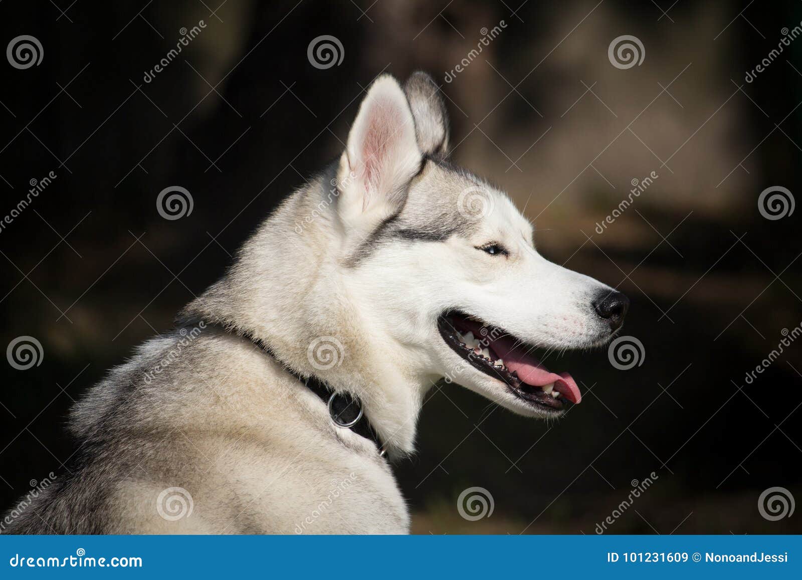 Portrait of a Siberian Husky Dog with a Look on the Side Stock Image ...