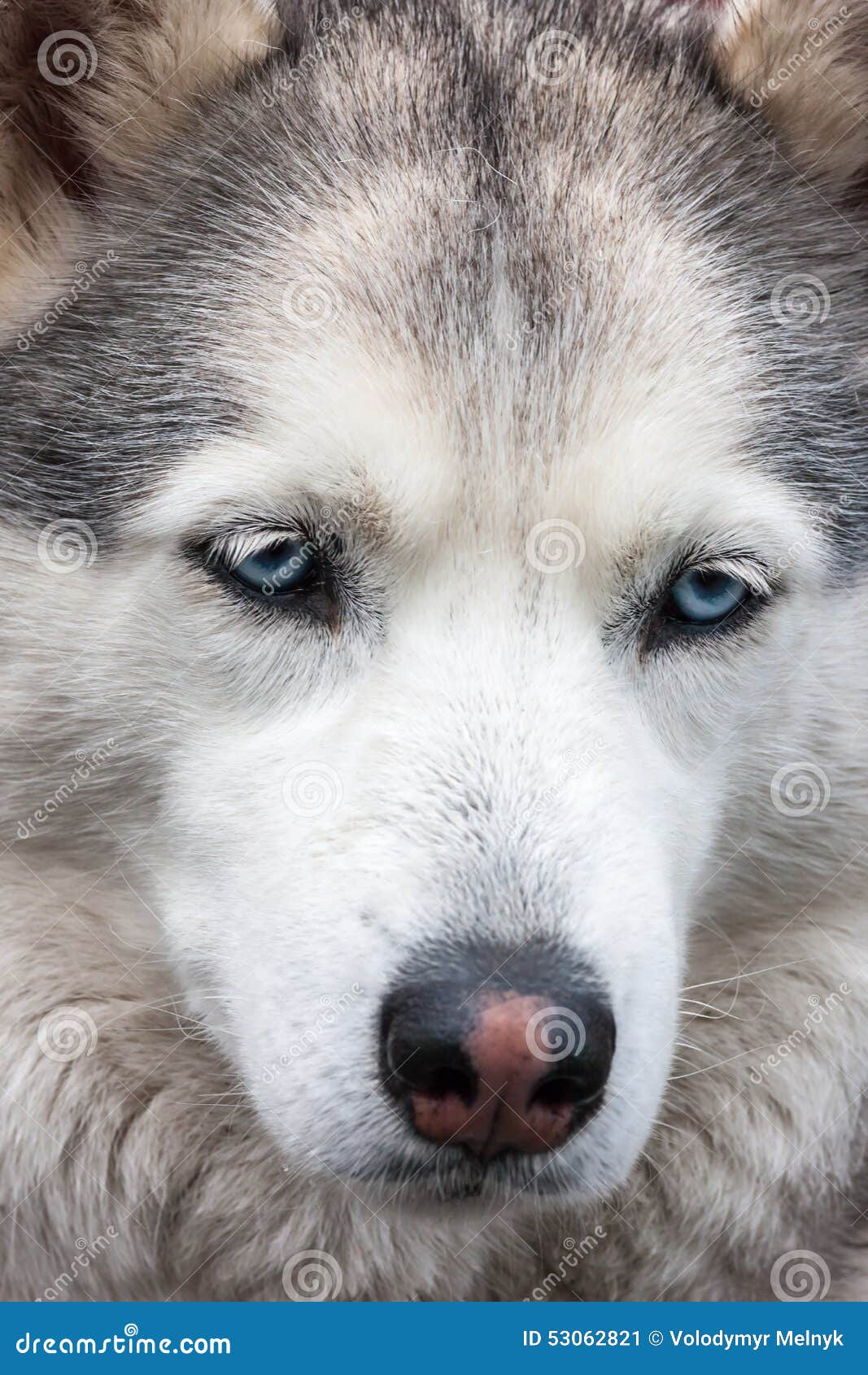 Portrait of Siberian Husky stock image. Image of canine - 53062821