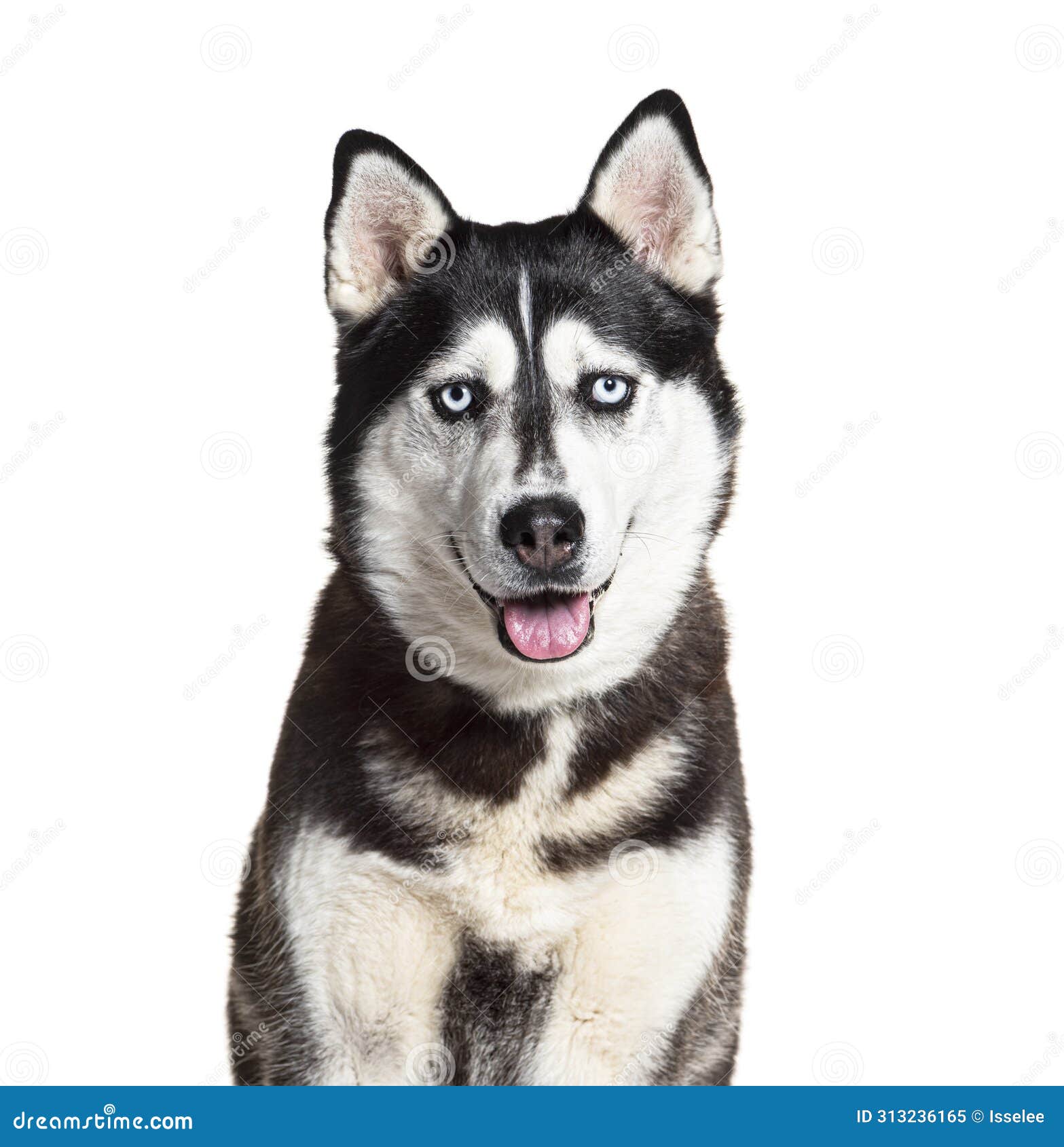 Portrait of a Siberian Husky Panting and Facing at the Camera, Isolated ...