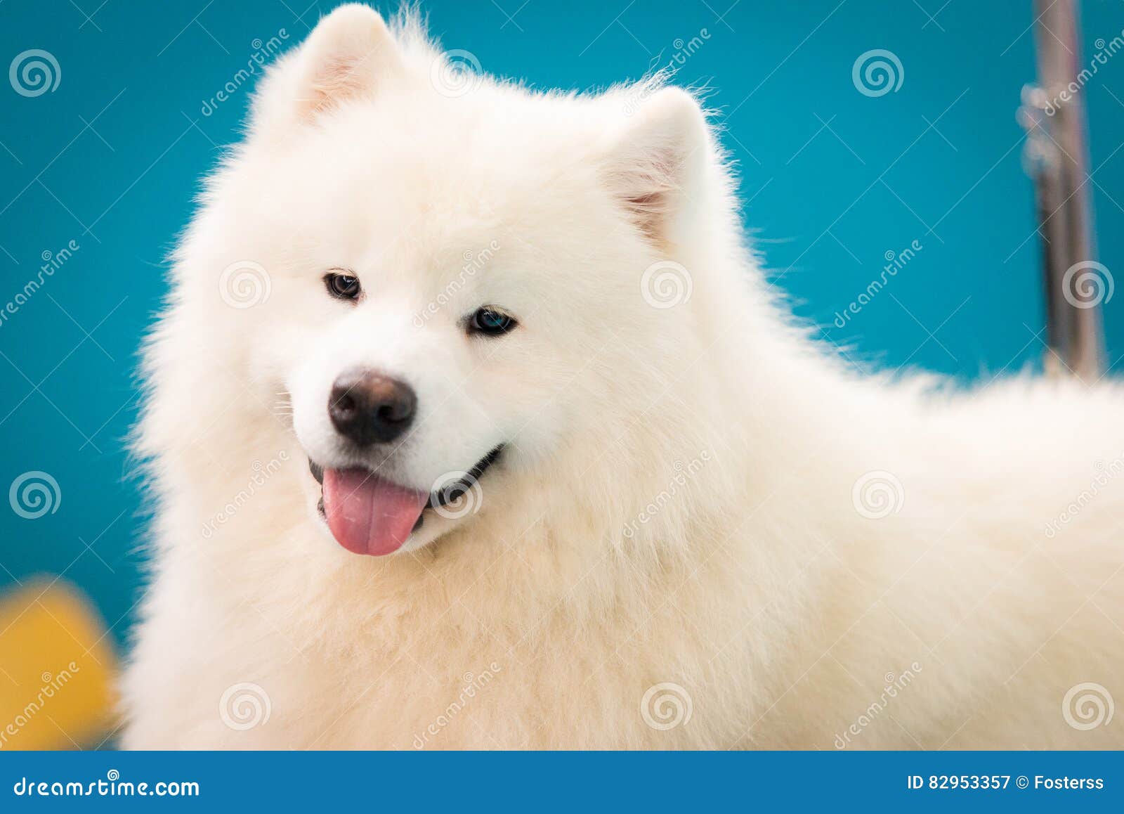 Portrait Siberian Samoyed stock image. Image of pedigree - 82953357