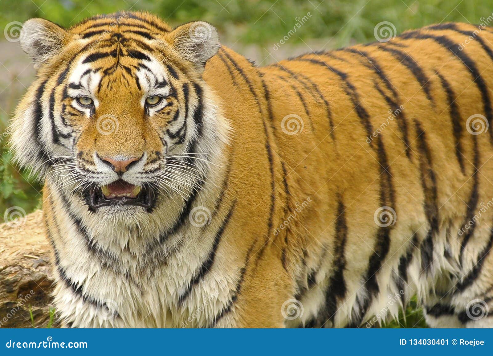Portrait of Siberian tiger stock image. Image of chinese - 134030401