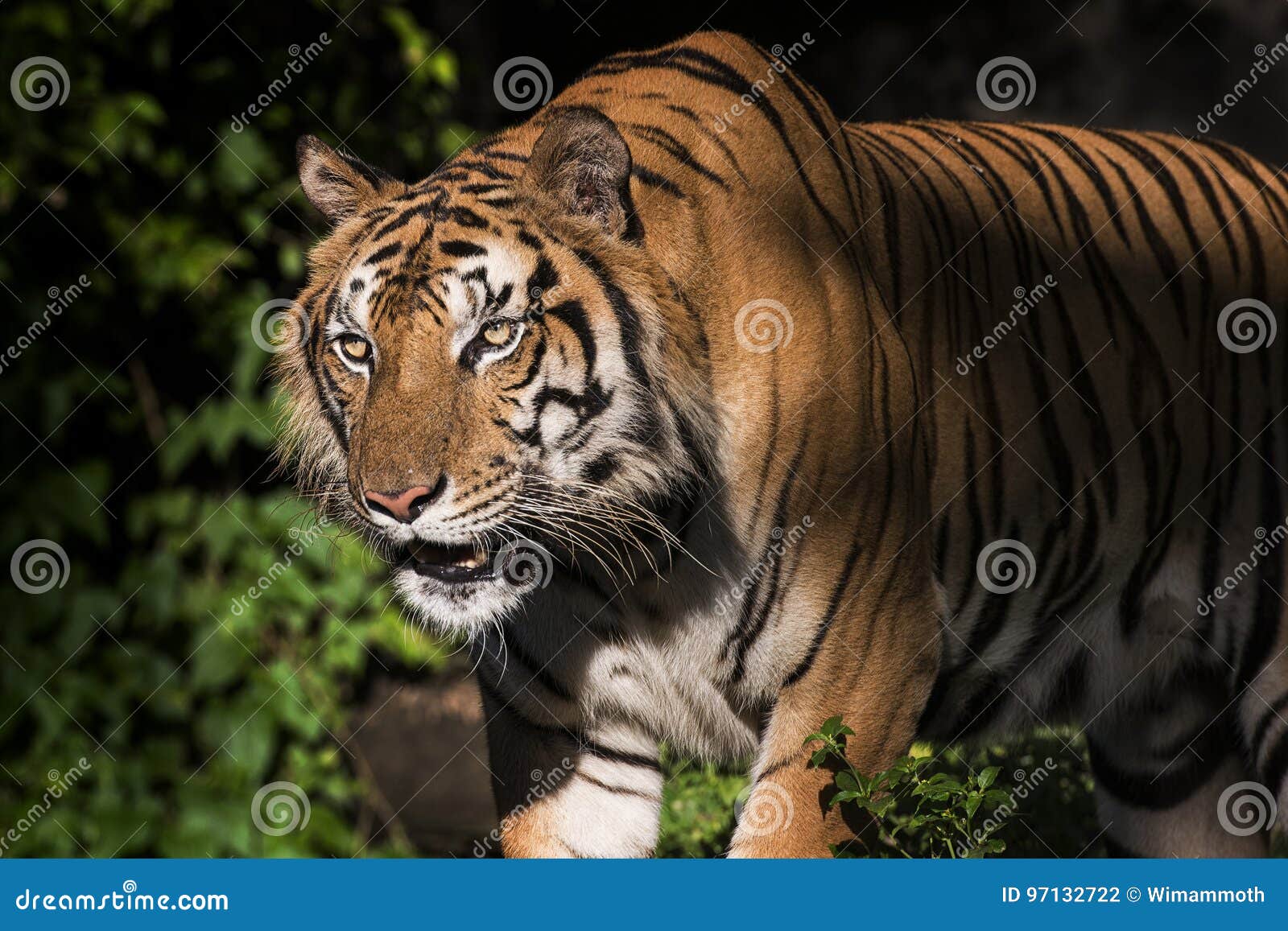 Portrait of a Siberian Tiger Stock Photo - Image of roaring, closeup ...