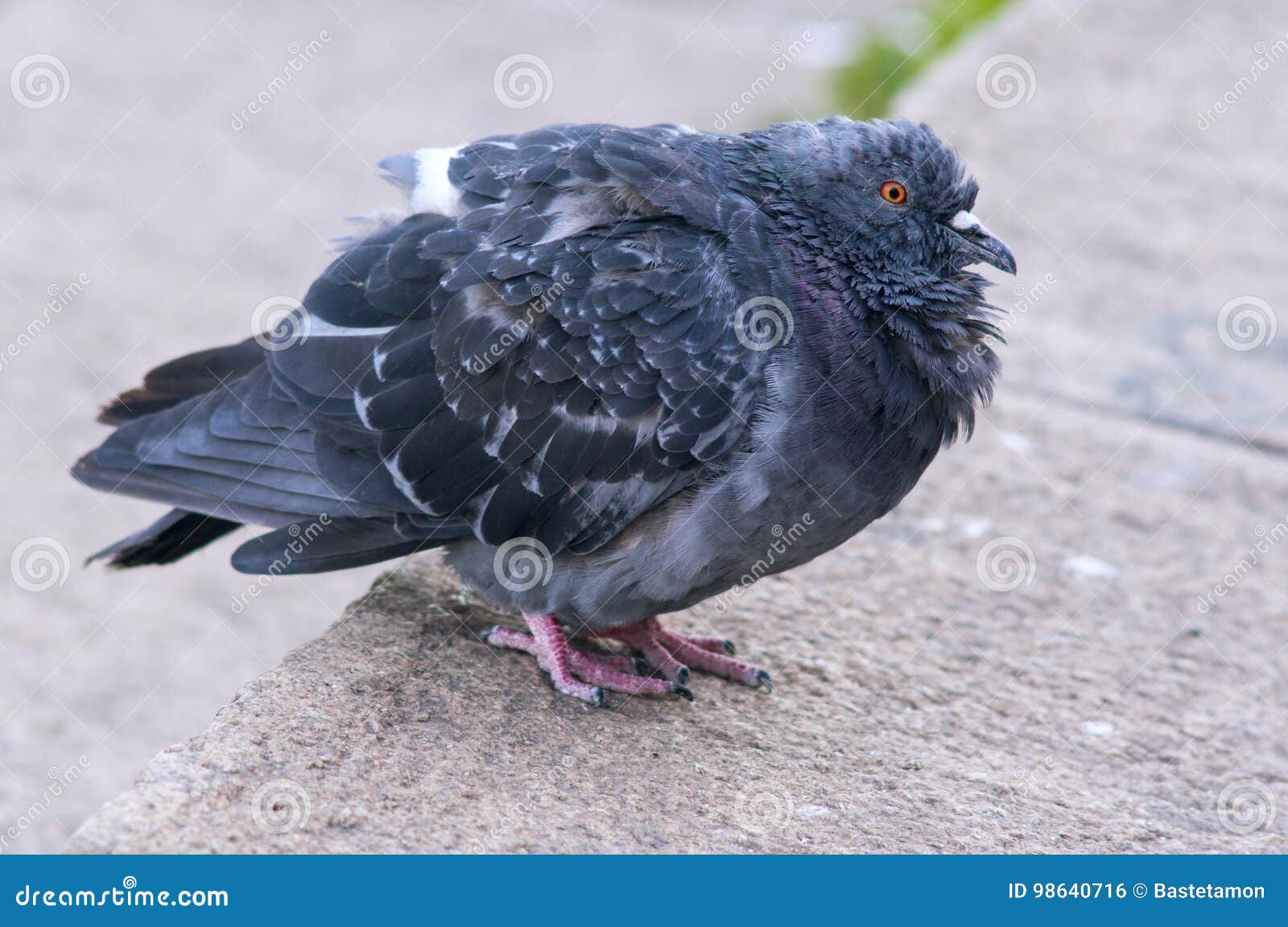 Portrait of sick pigeon stock photo. Image of grey, fauna - 98640716