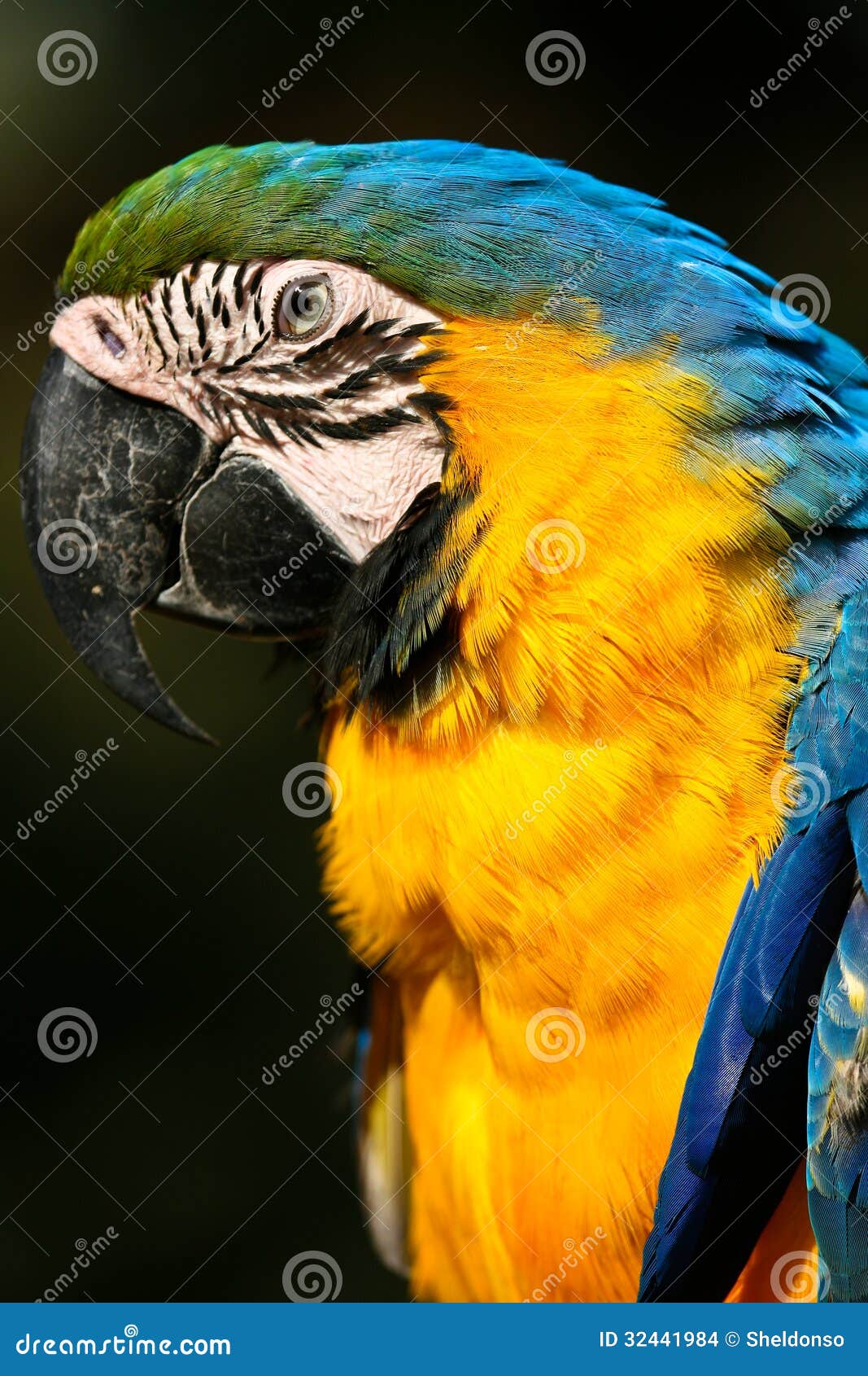 Portrait Side Profile of a Amazon Parrot Stock Photo - Image of ...