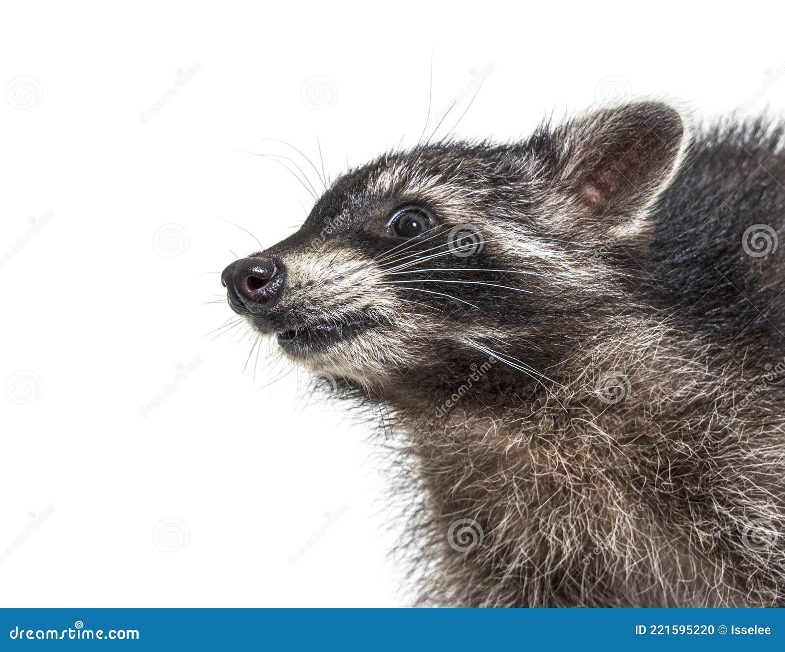 Portrait Side View of a Young Raccoon with Happy Expression Stock Photo ...