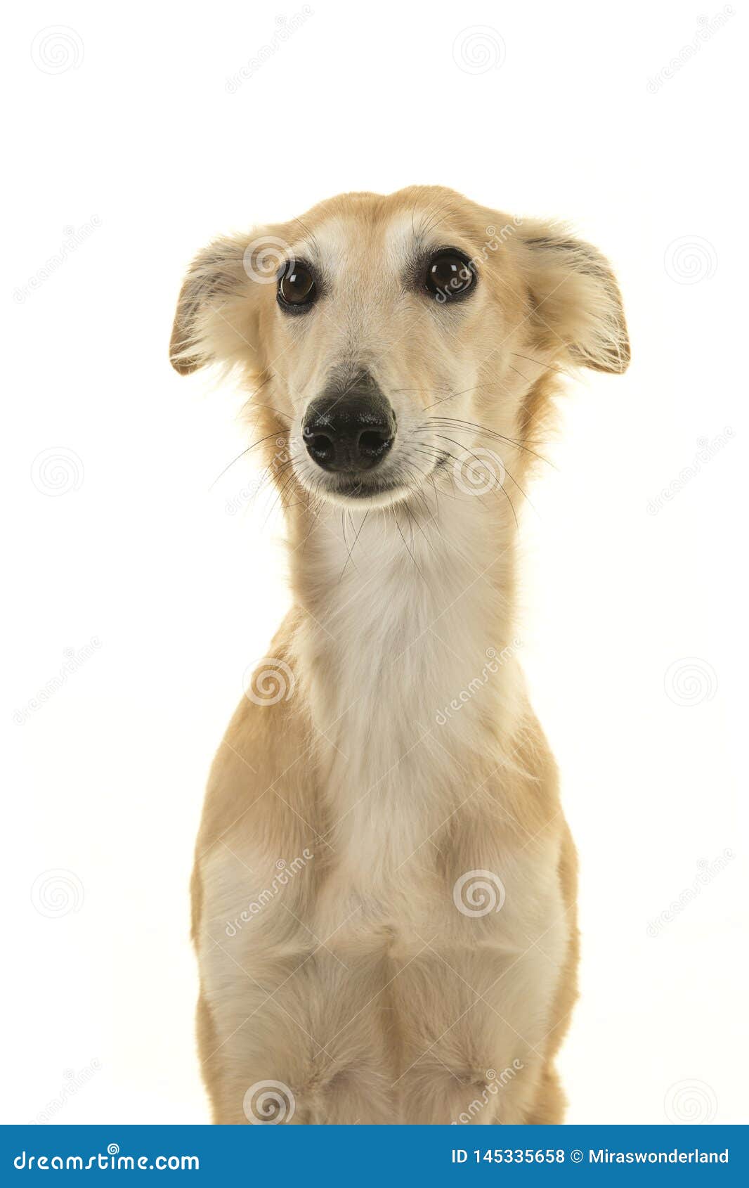 Portrait of a Silken Windsprite Dog Looking Away on a White Background ...