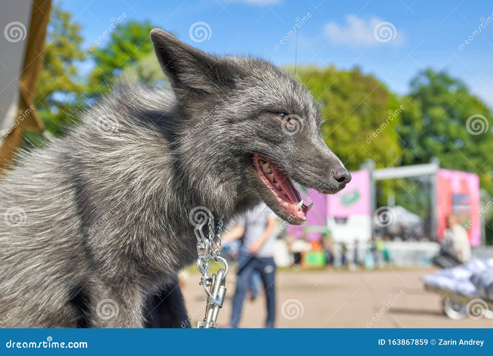 Portrait of a Silver Fox on an Iron Leash. Fox Predatory a Shows Sharp ...