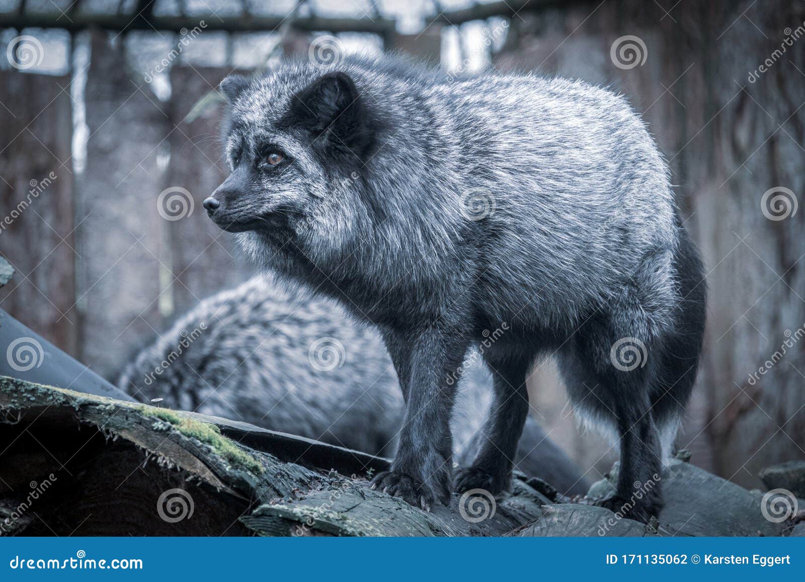 Portrait of a Silver Fox, Vulpes Vulpes, in a Zoo Stock Photo - Image ...
