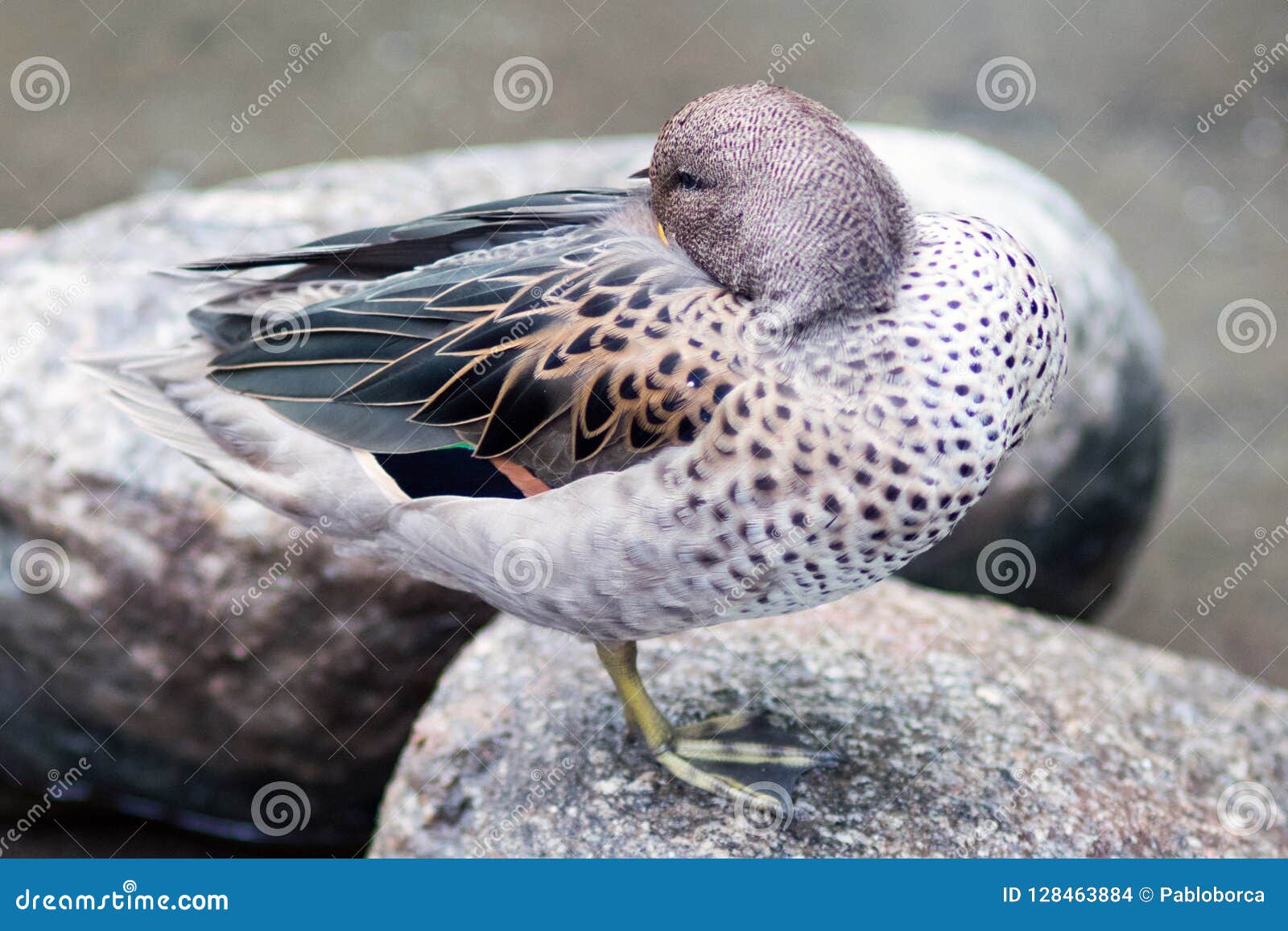Silver teal duck stock photo. Image of versicolor, wild - 128463884