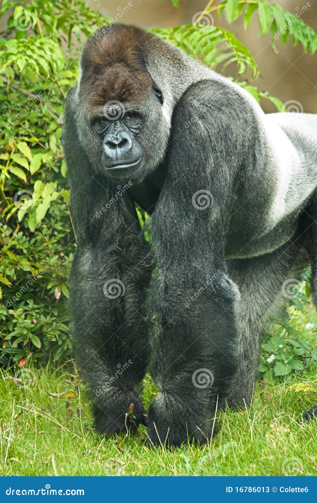 Portrait of Silverback Gorilla Stock Image - Image of jungle, biggest ...