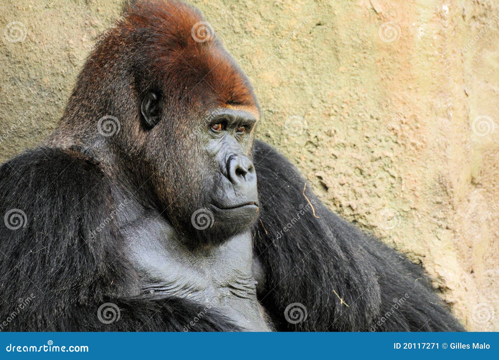 Portrait of a Silverback Gorilla Stock Image - Image of eyes, closeup ...