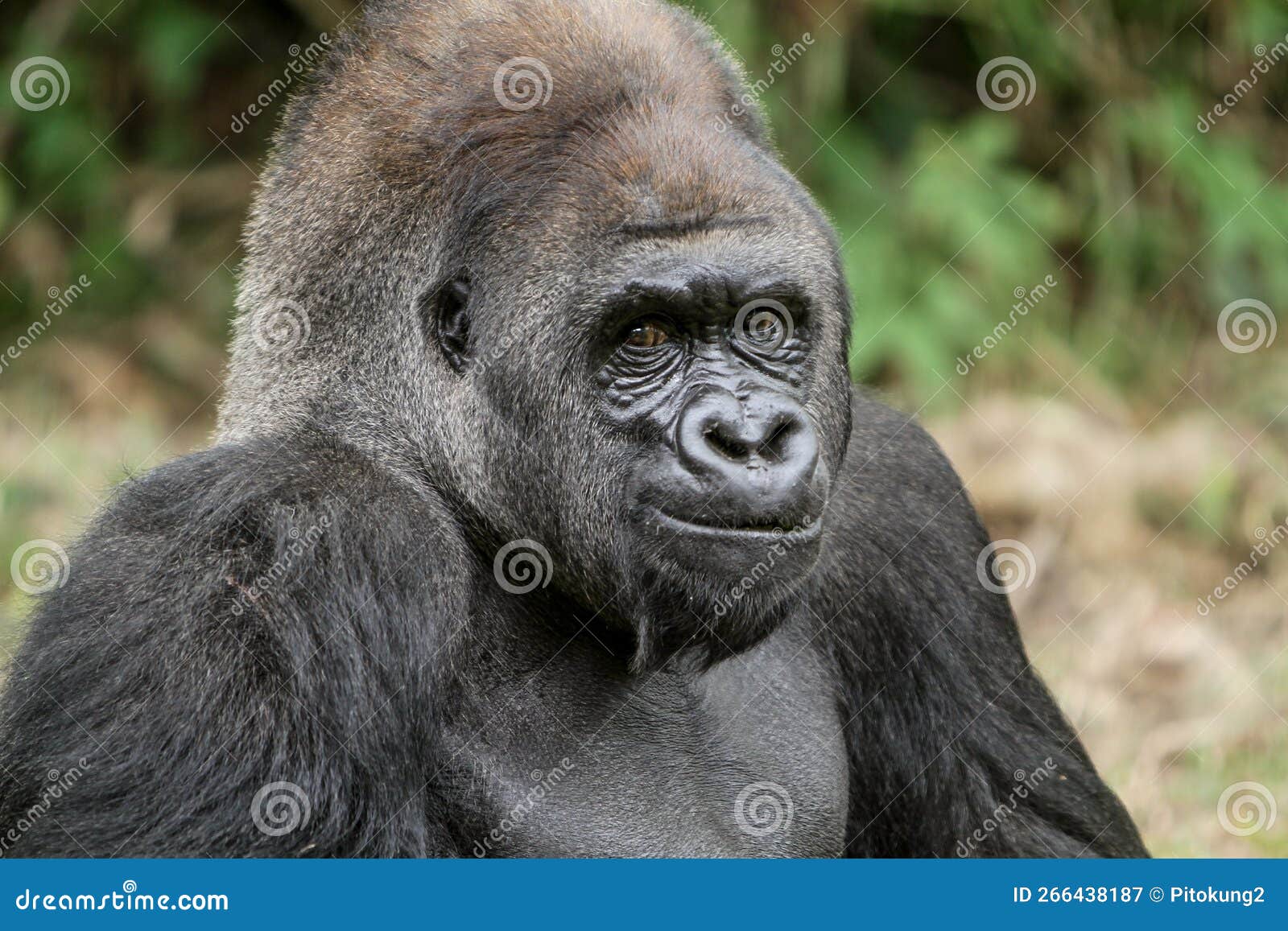 Portrait of a Silverback Gorilla Face Stock Image - Image of monkey ...