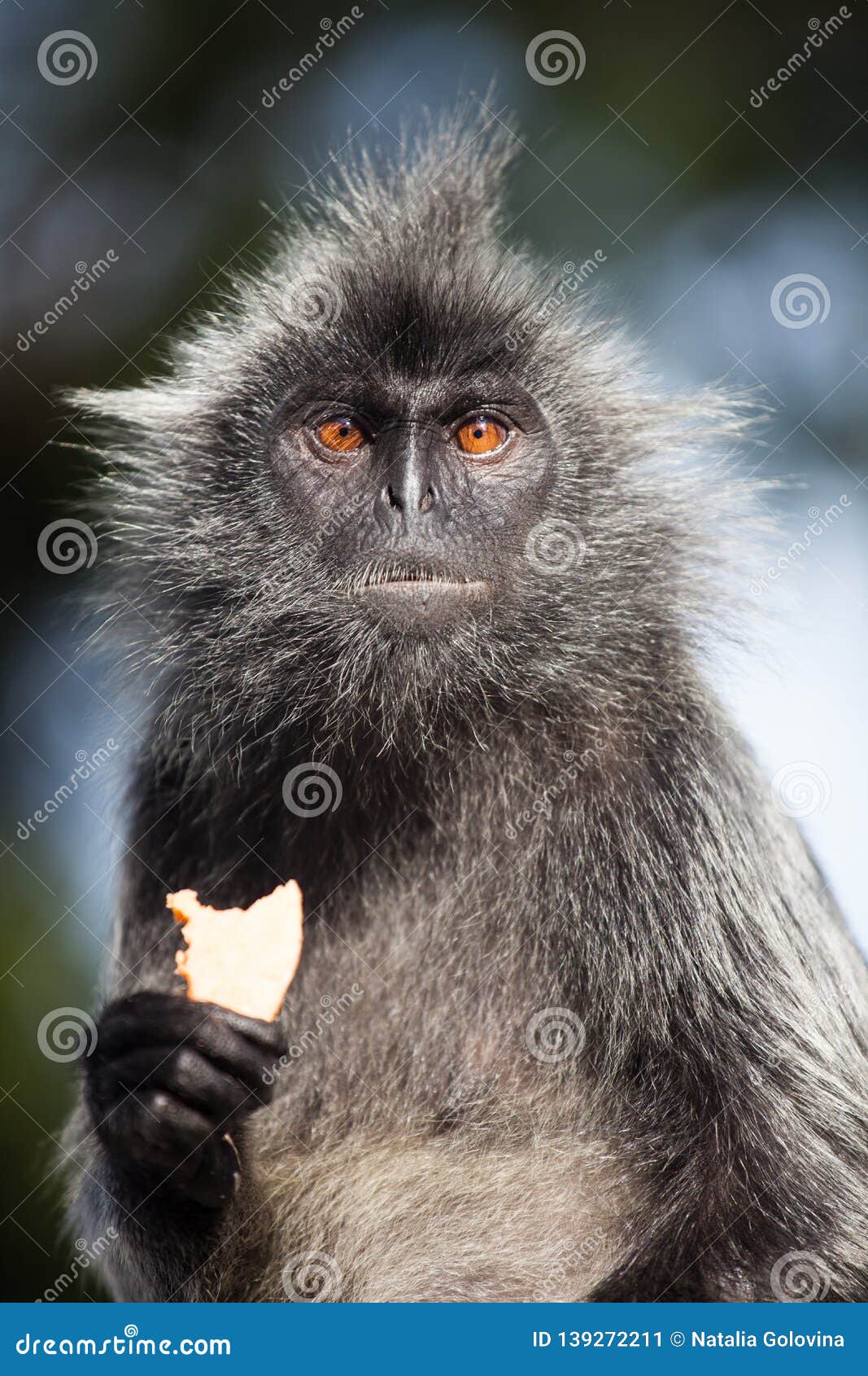 Portrait Silvered Leaf Monkey Trachypithecus Cristatus or Silvery ...